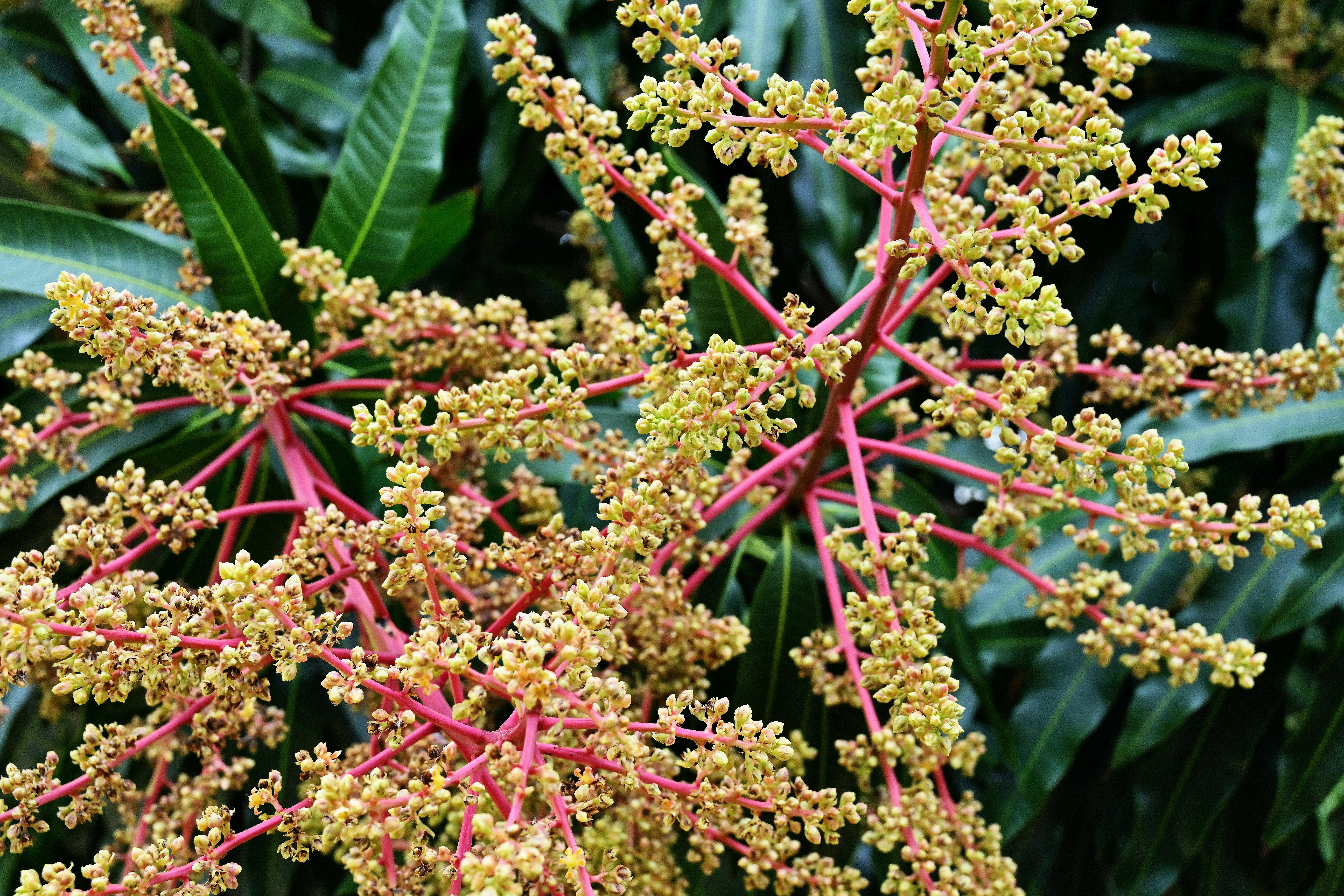 a close-up of some plants