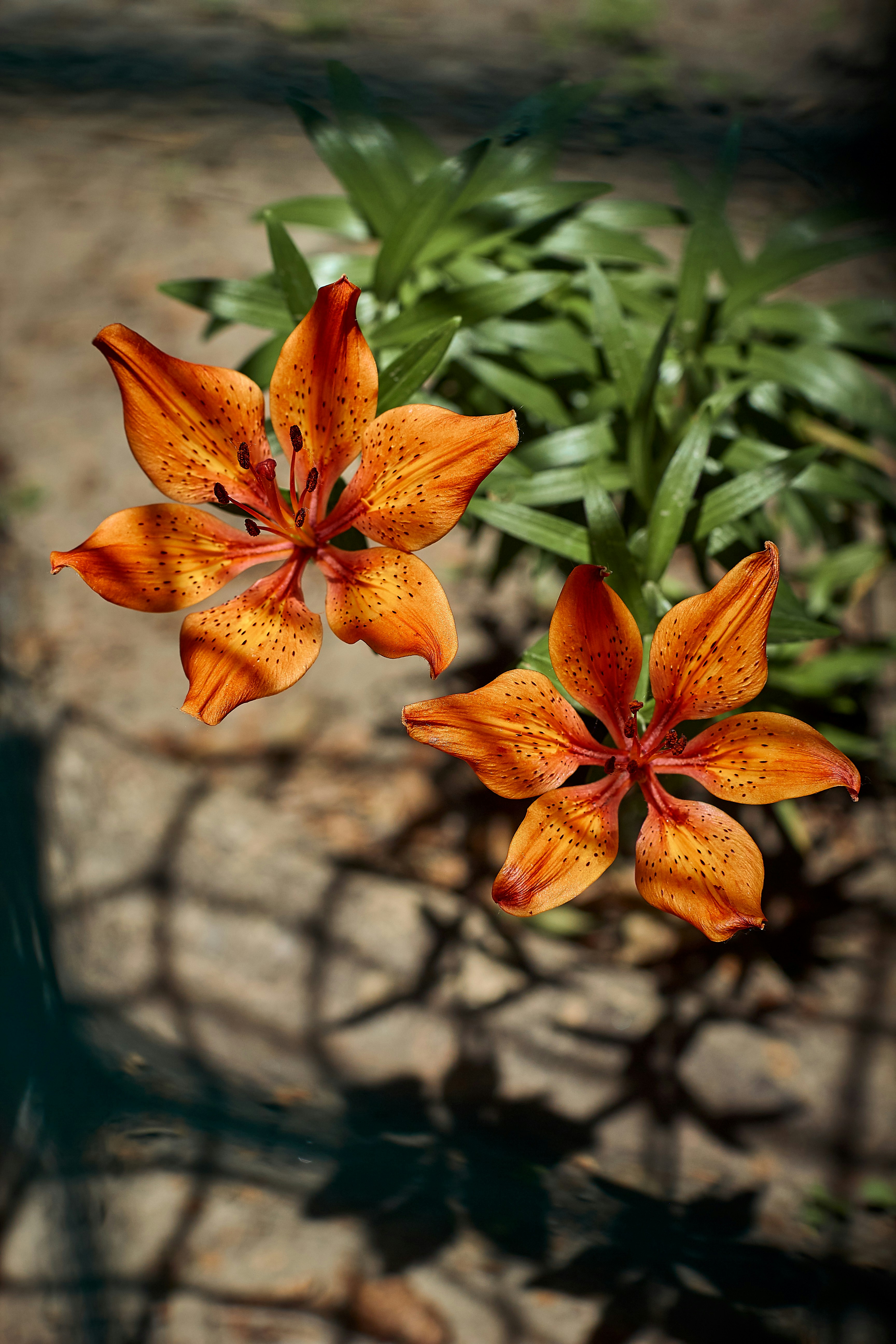 orange flowers on a plant