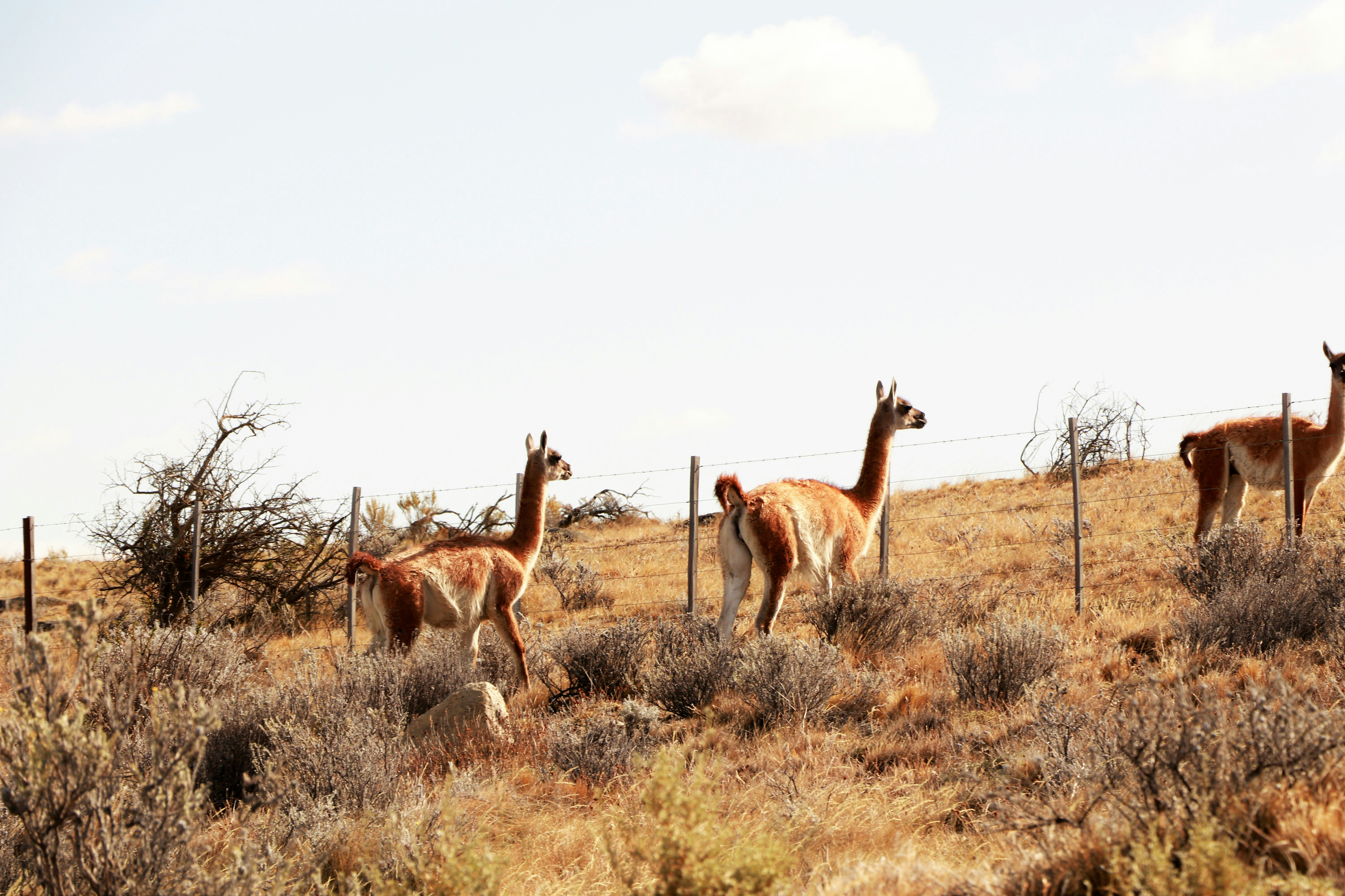 Desert Fence-Line: Llamas Pause Along the Sunlit Horizon