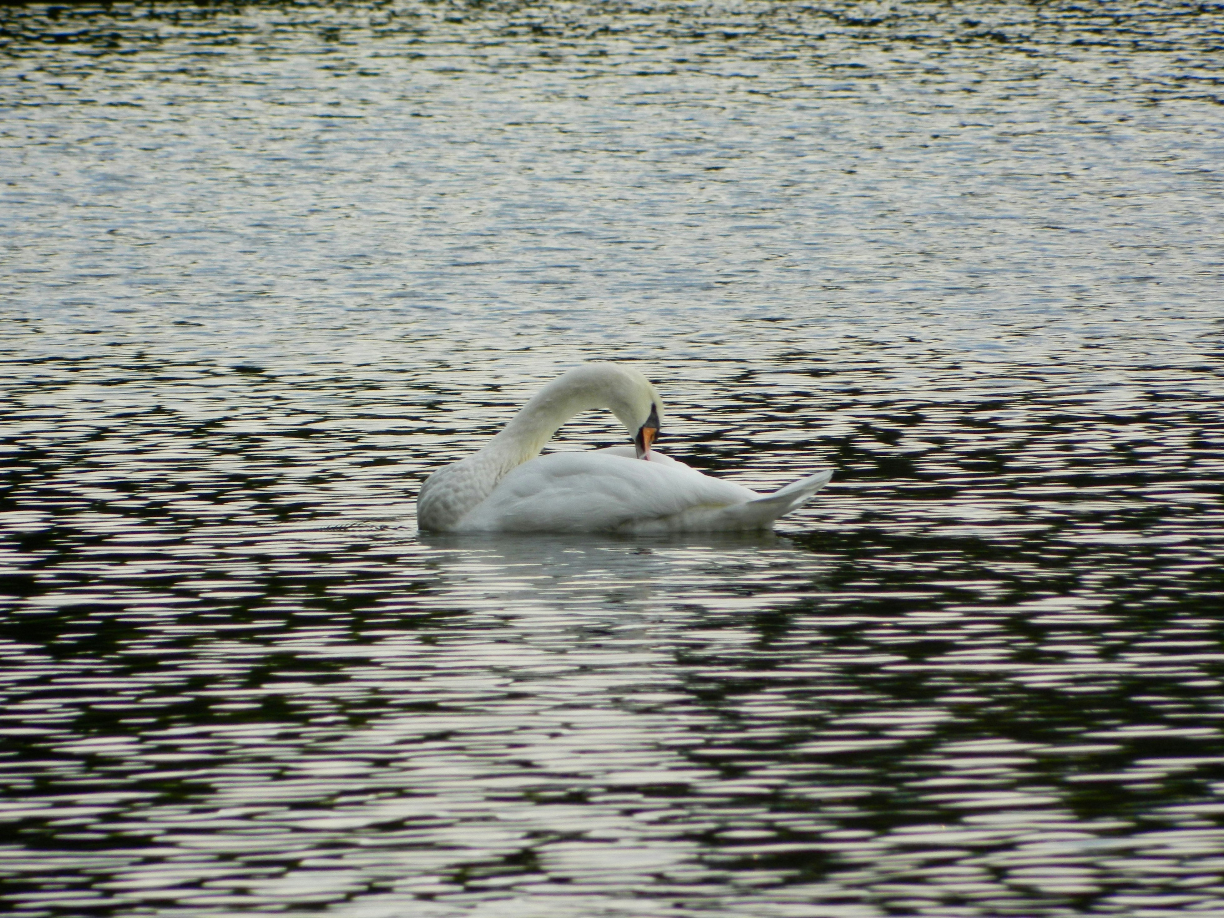 A swan gracefully preening itself on the shimmering surface of a tranquil lake, surrounded by rippling reflections. 