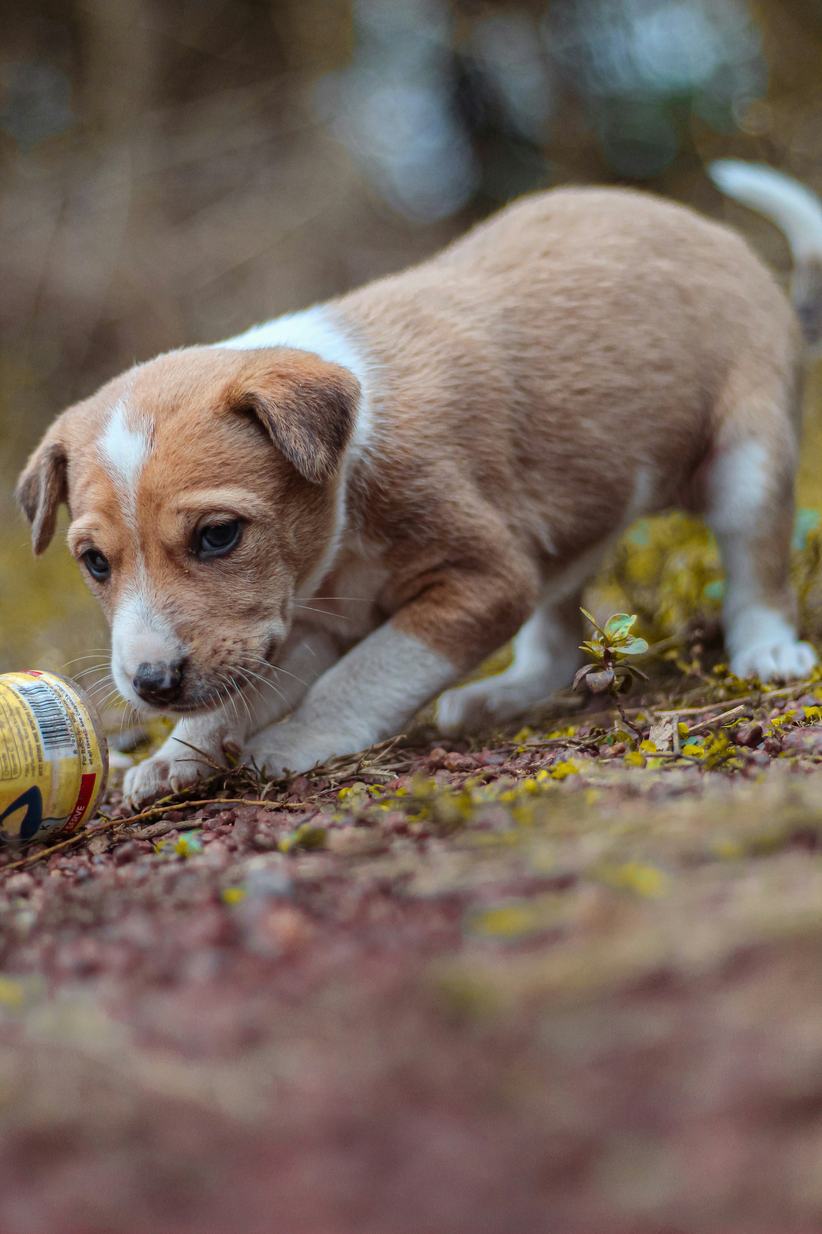 Playful puppy investigating a discarded can on a forest floor, surrounded by soft greenery.