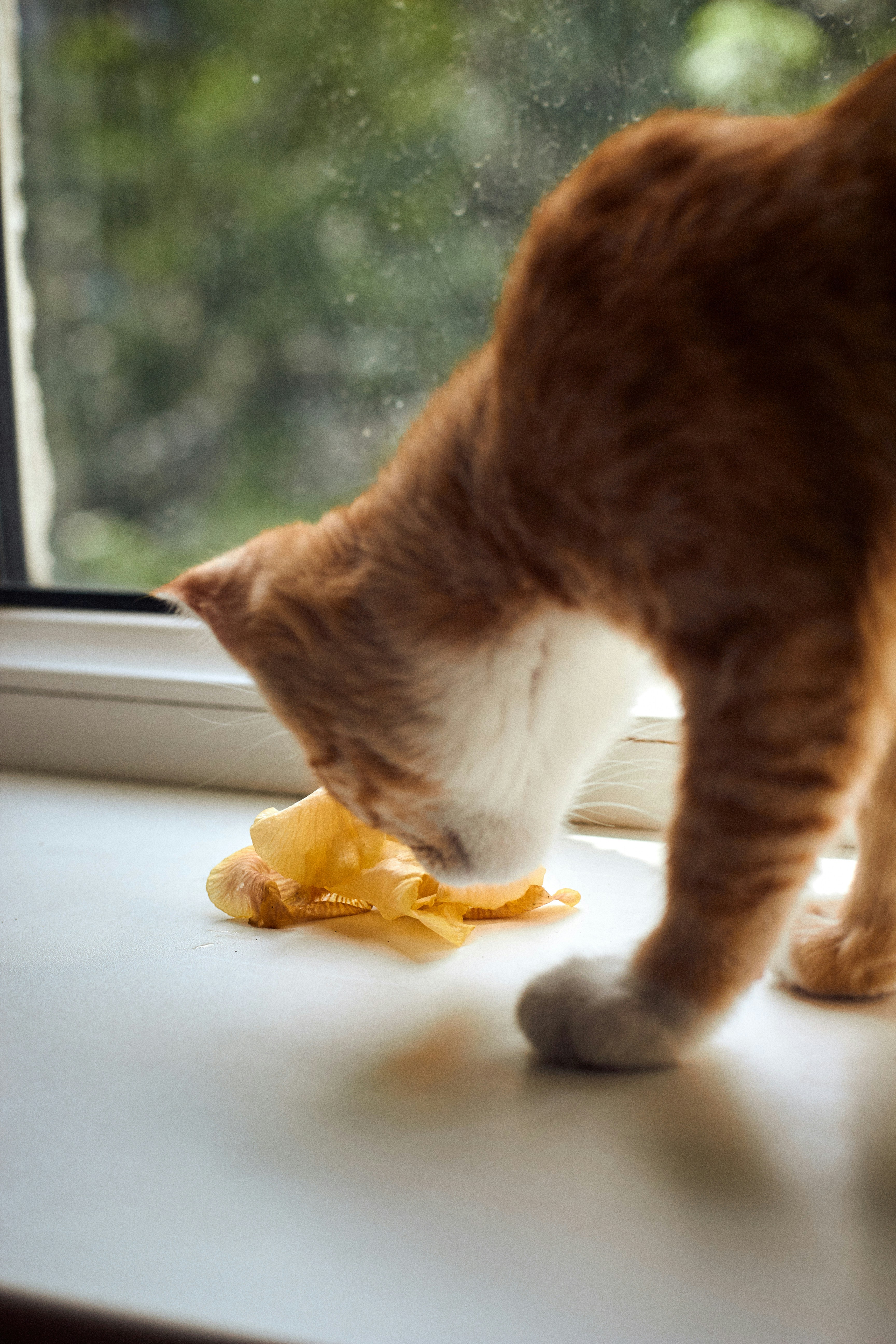 Whiskers at the Window: Cat Investigates Chips on a Sunlit Sill