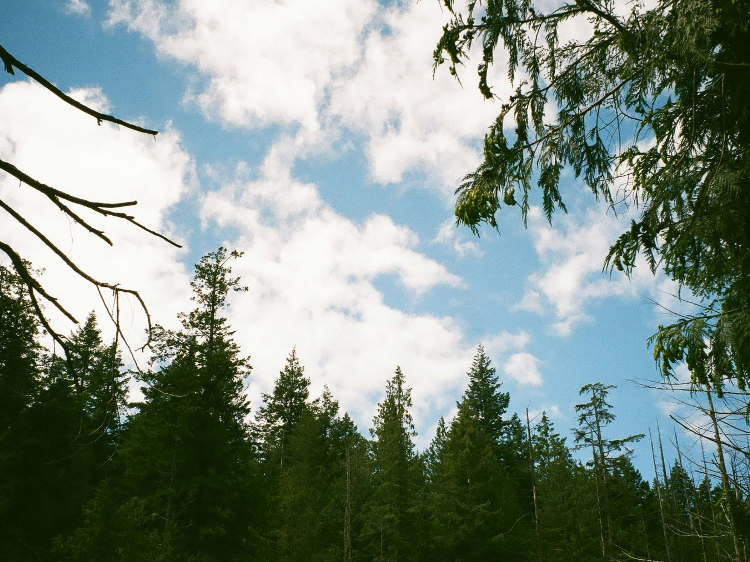 A group of trees photo – Free Sechelt Image on Unsplash