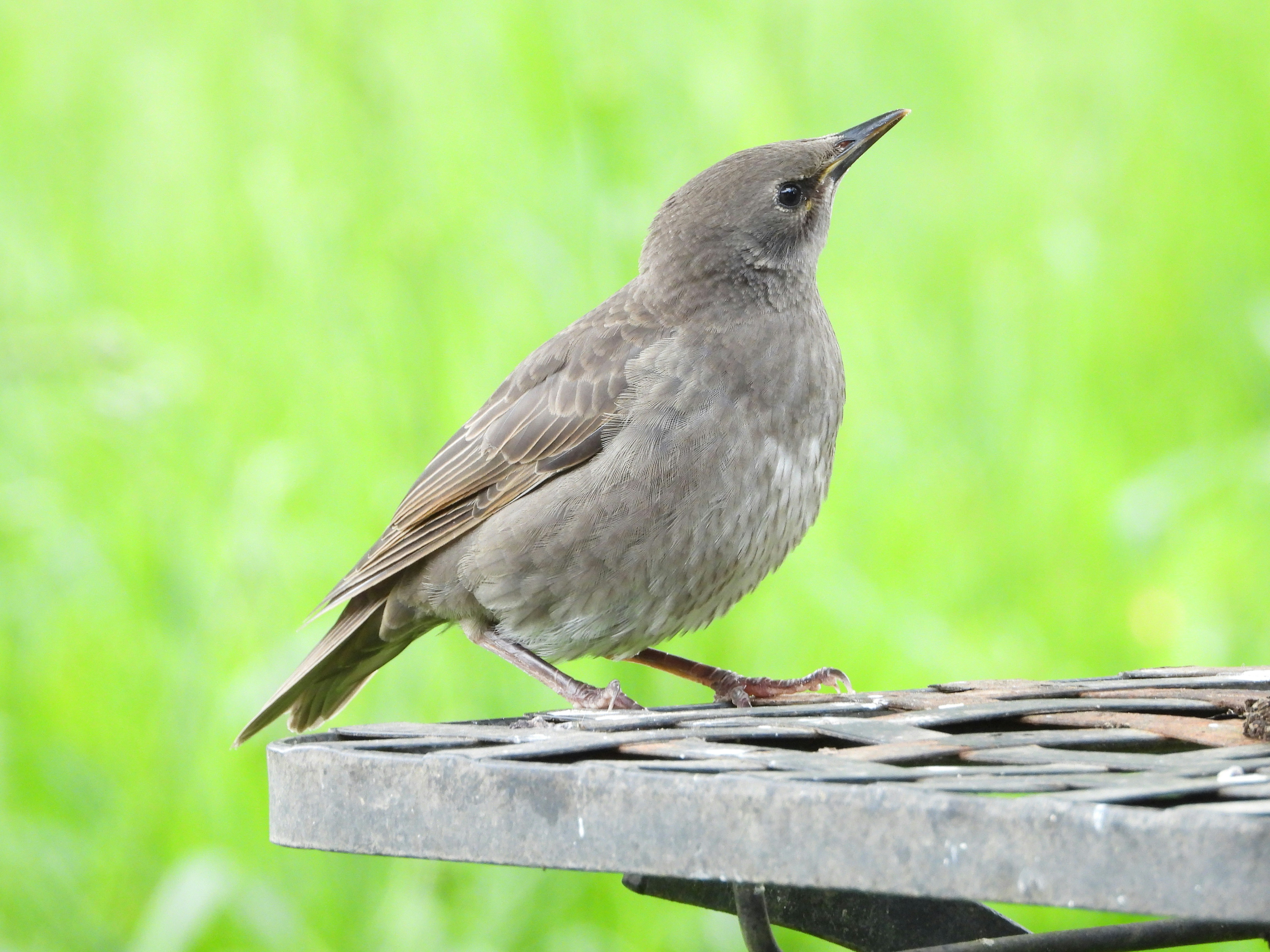 A small gray bird perched on a metal feeder with a vibrant green background, showcasing its delicate features.
