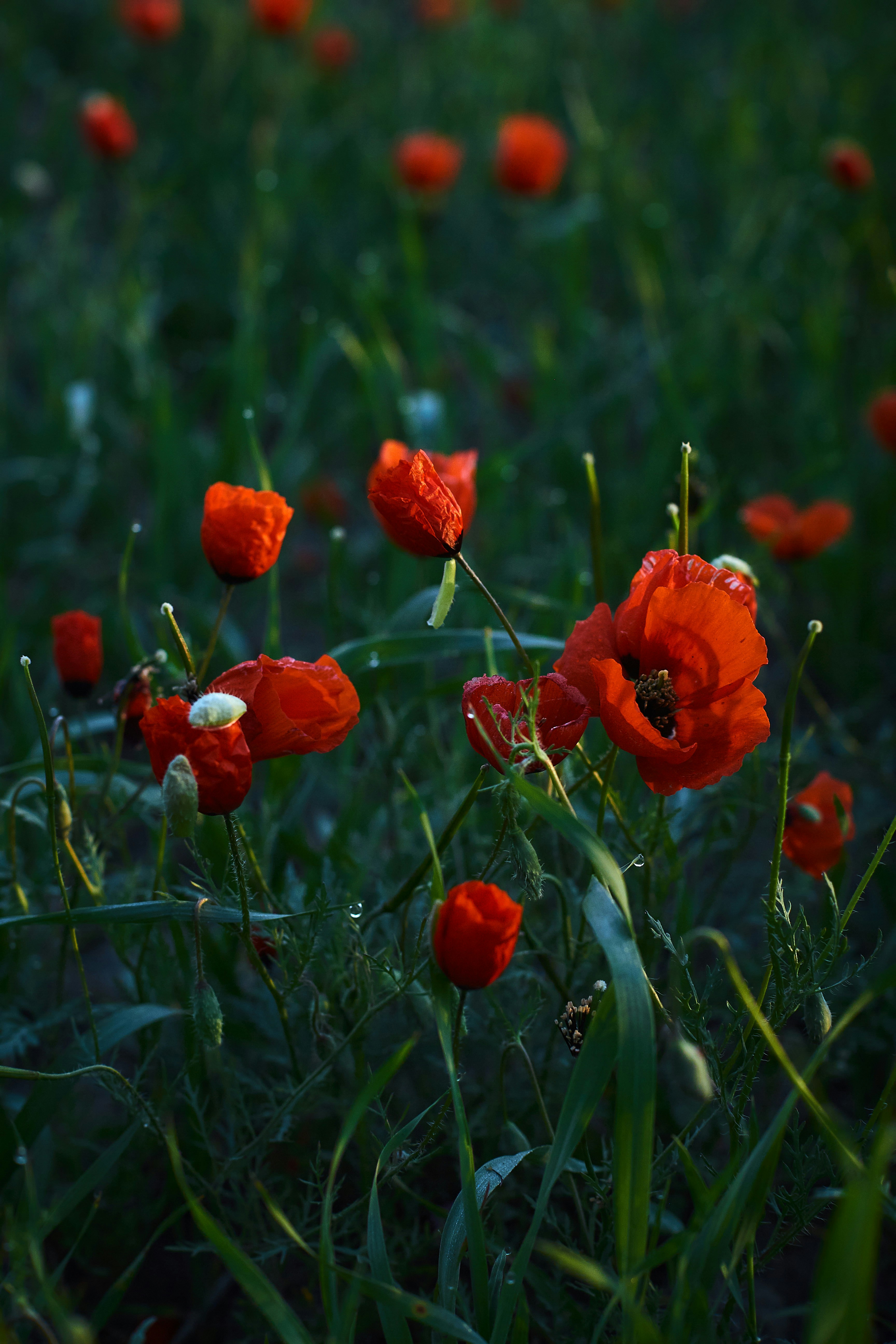 Un champ de fleurs rouges photo – Photo Plante Gratuite sur Unsplash