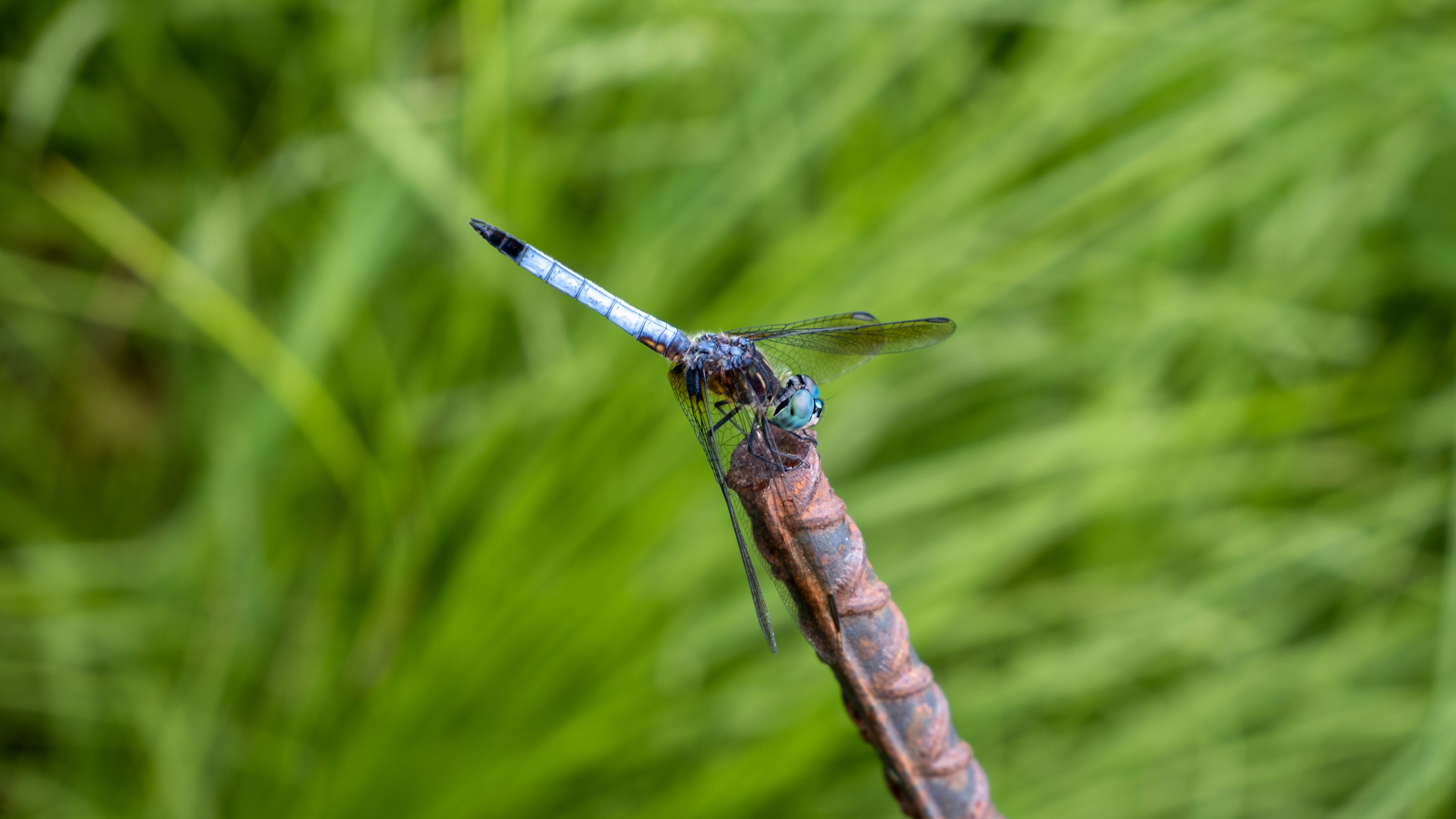 Azure Dragonfly Perch on a Weathered Twig Against a Verdant Backdrop