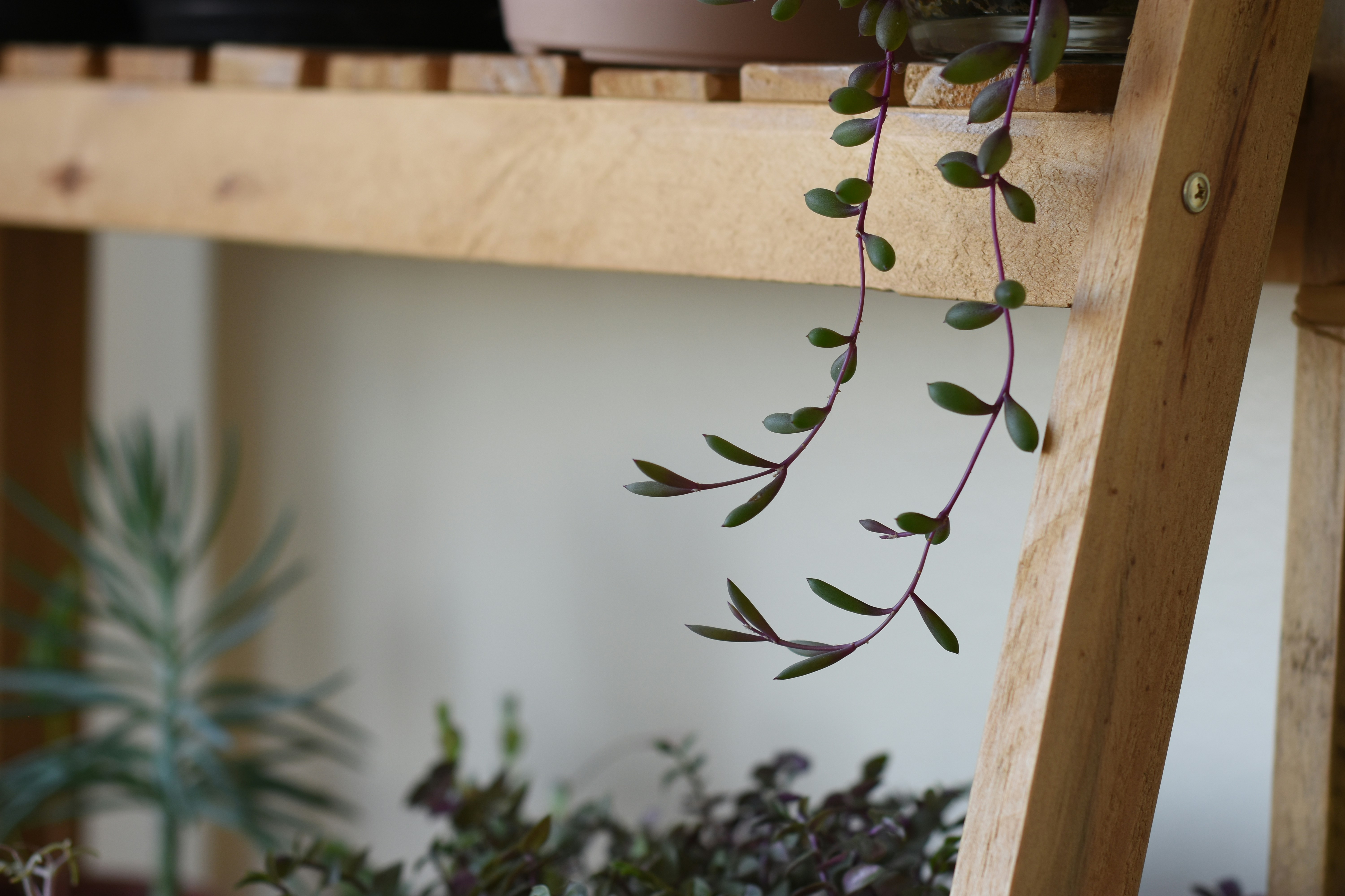 Trailing Vine in Quiet Sunlight Above a Minimal Wooden Shelf