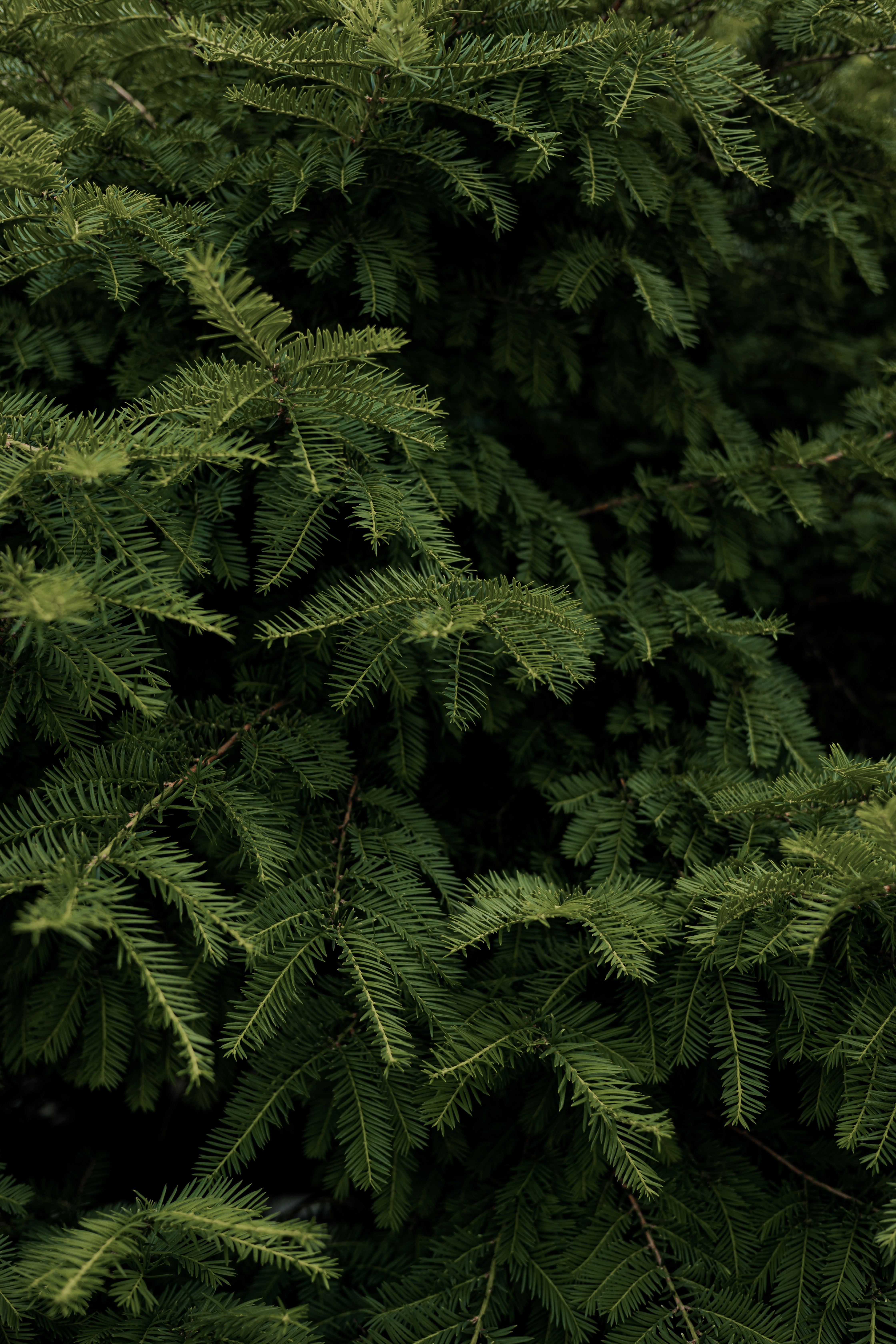 Un gros plan de quelques plantes photo – Photo Silex Gratuite sur Unsplash