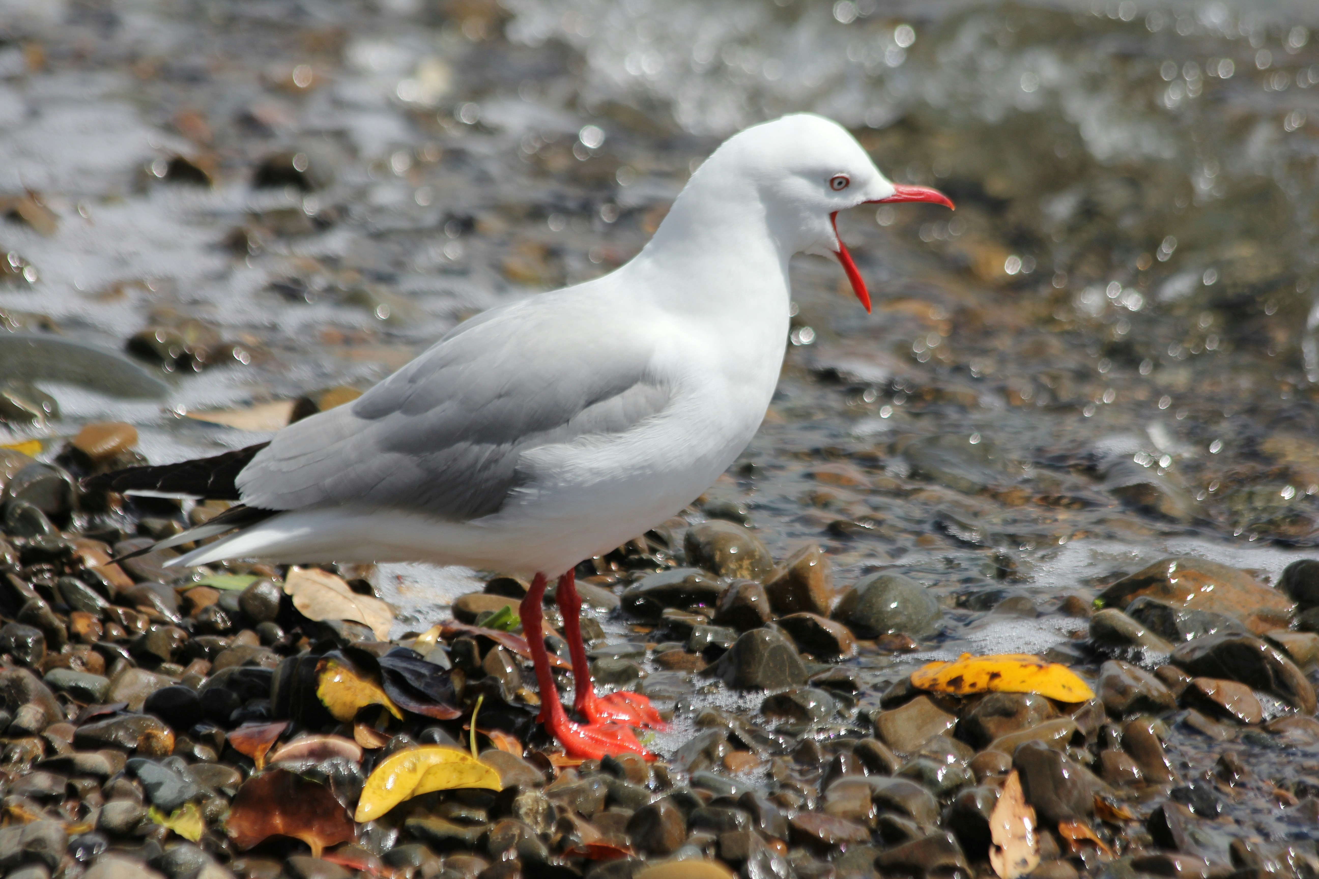 Gull on the beach squawking