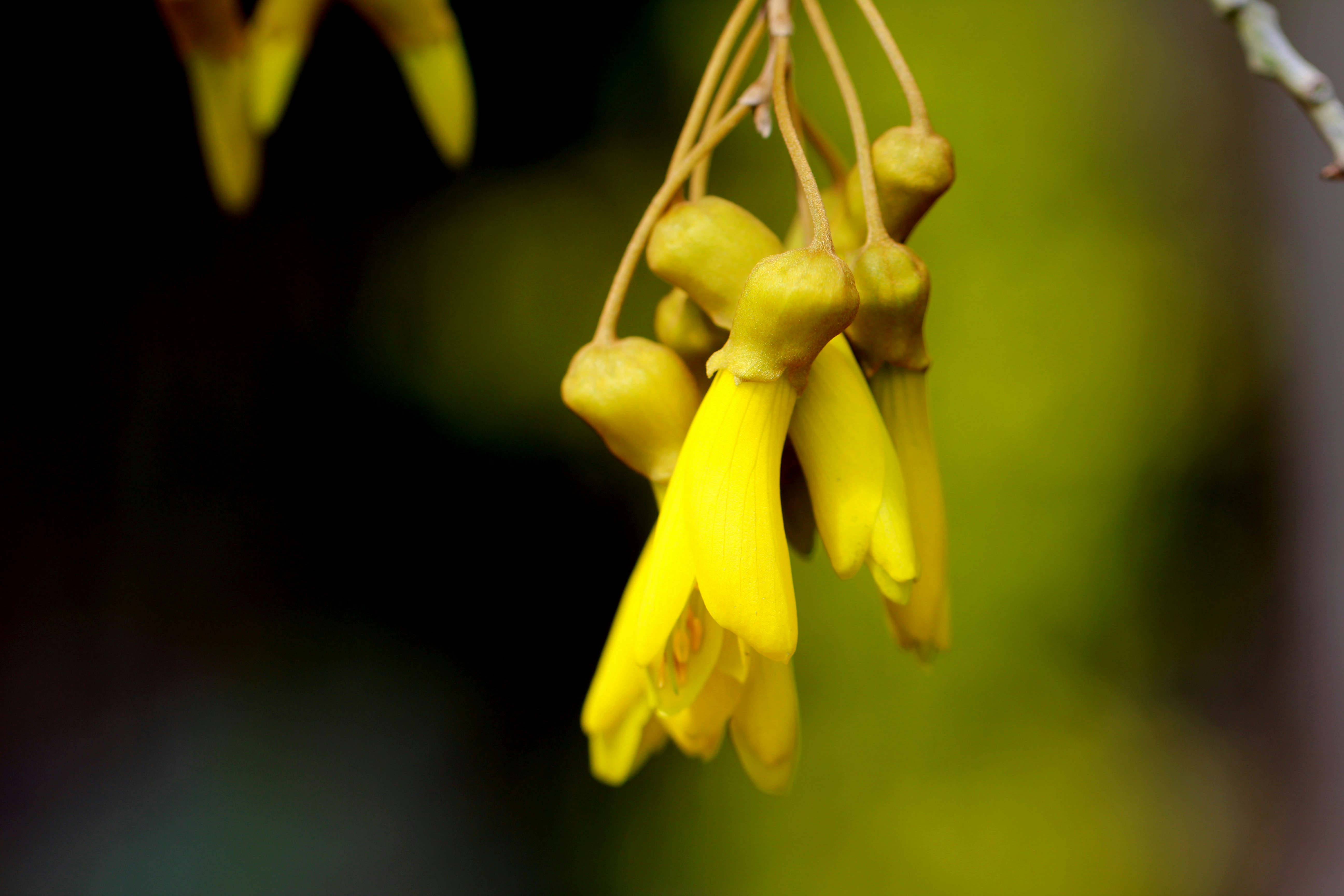 Dangling Yellow Bloomlets in Soft Focus