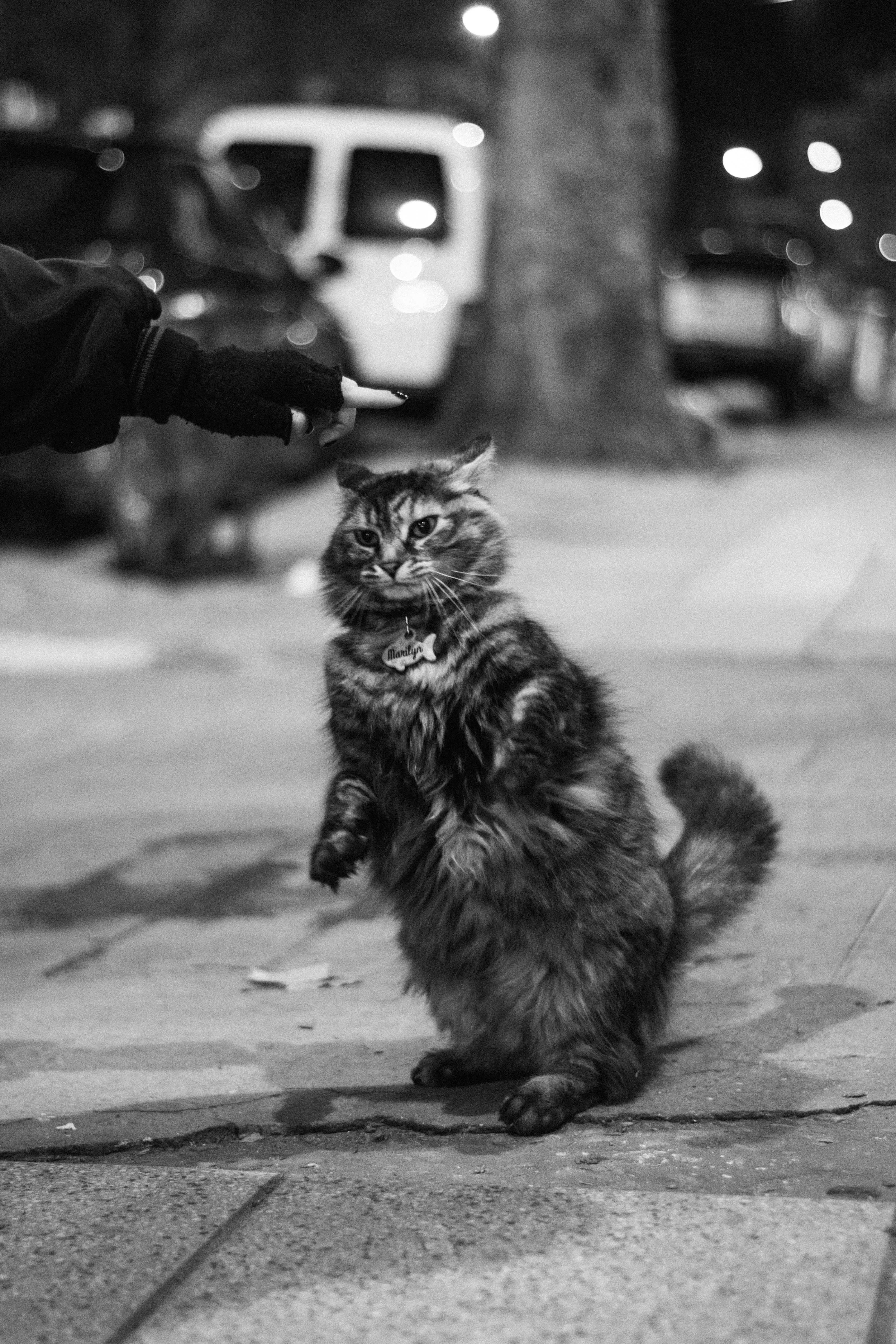 Charging Cat: A Street-Side Standoff on a Black-and-White Night