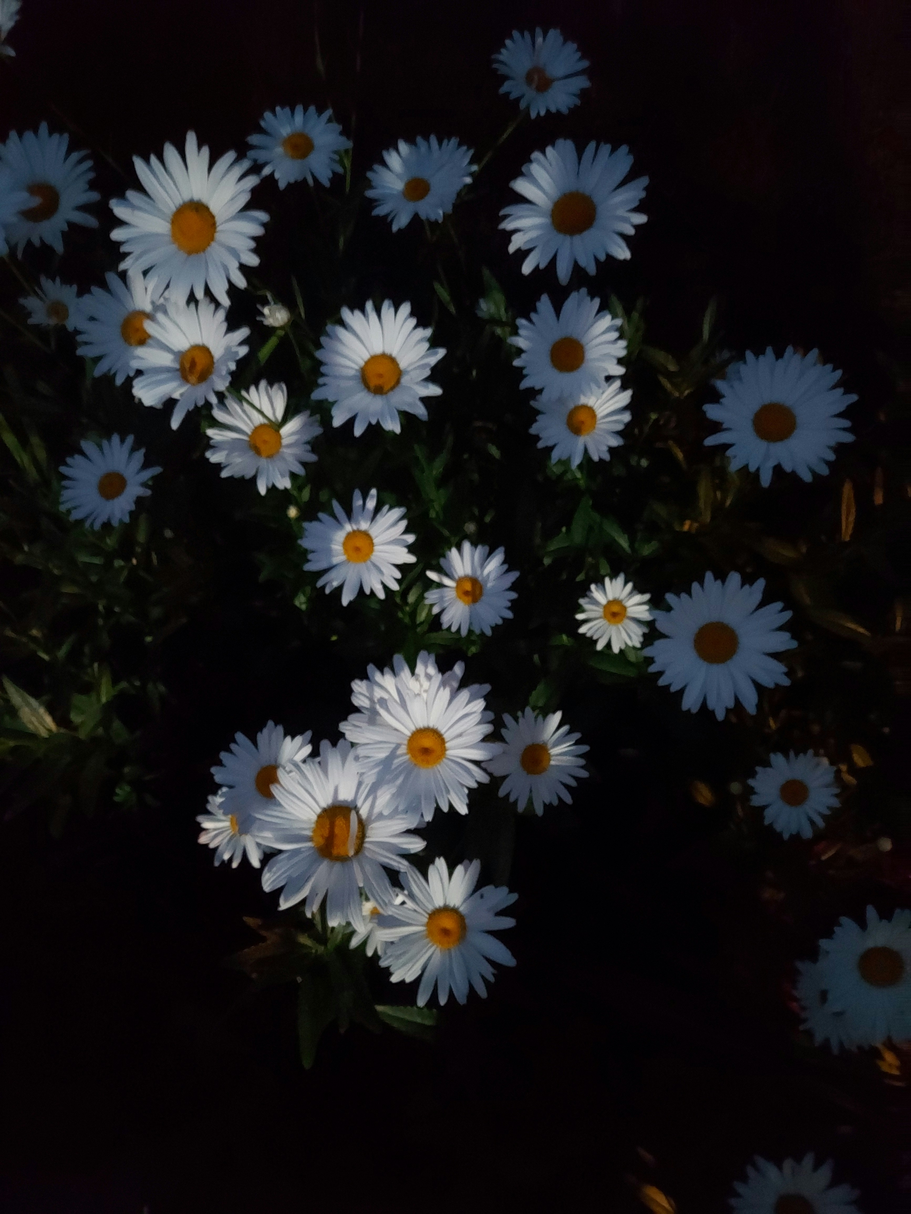 A photograph of a cluster of white daisies with yellow centers blooming against a dark background.