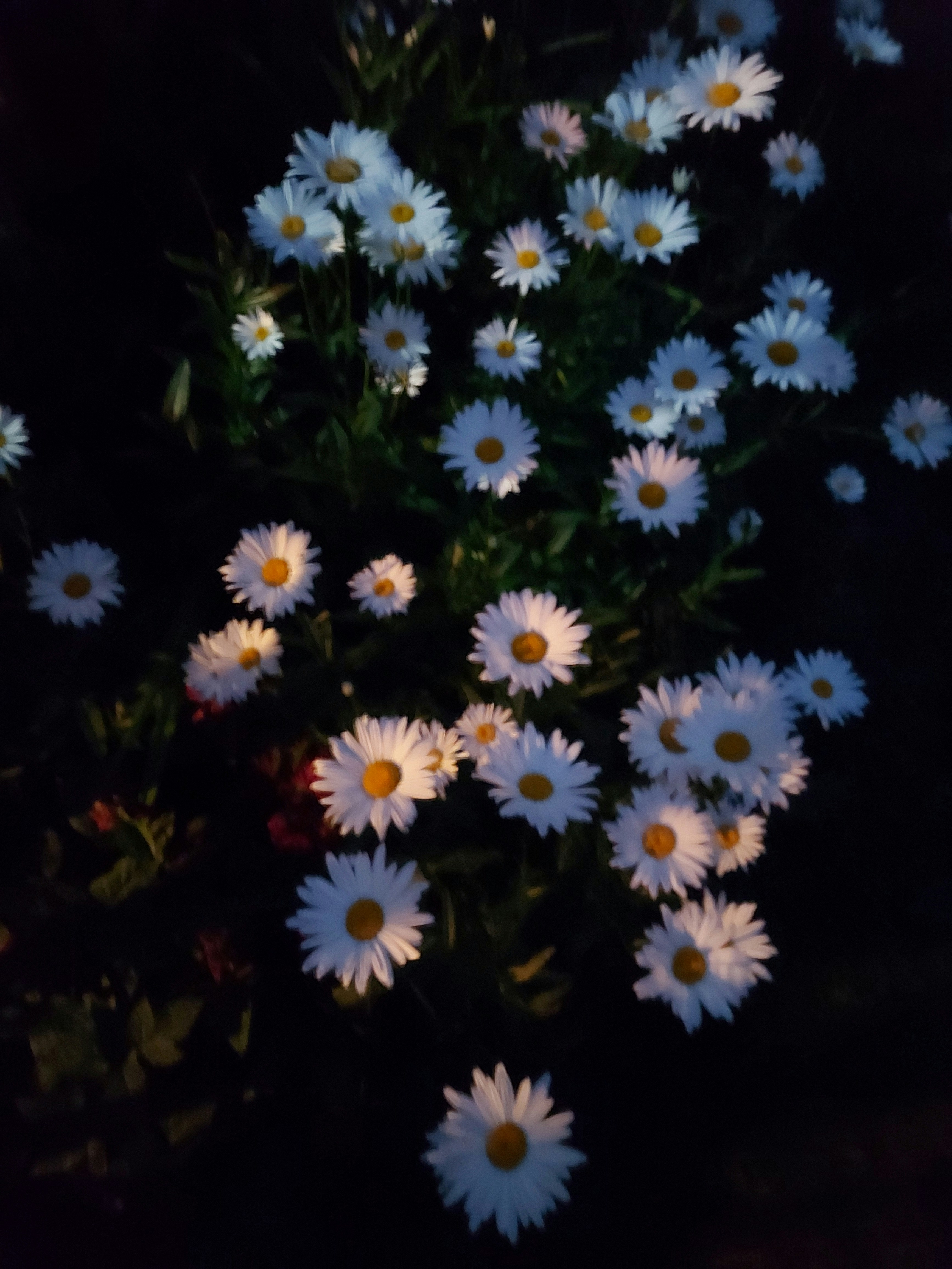Moonlit daisies glow softly in a velvet twilight garden