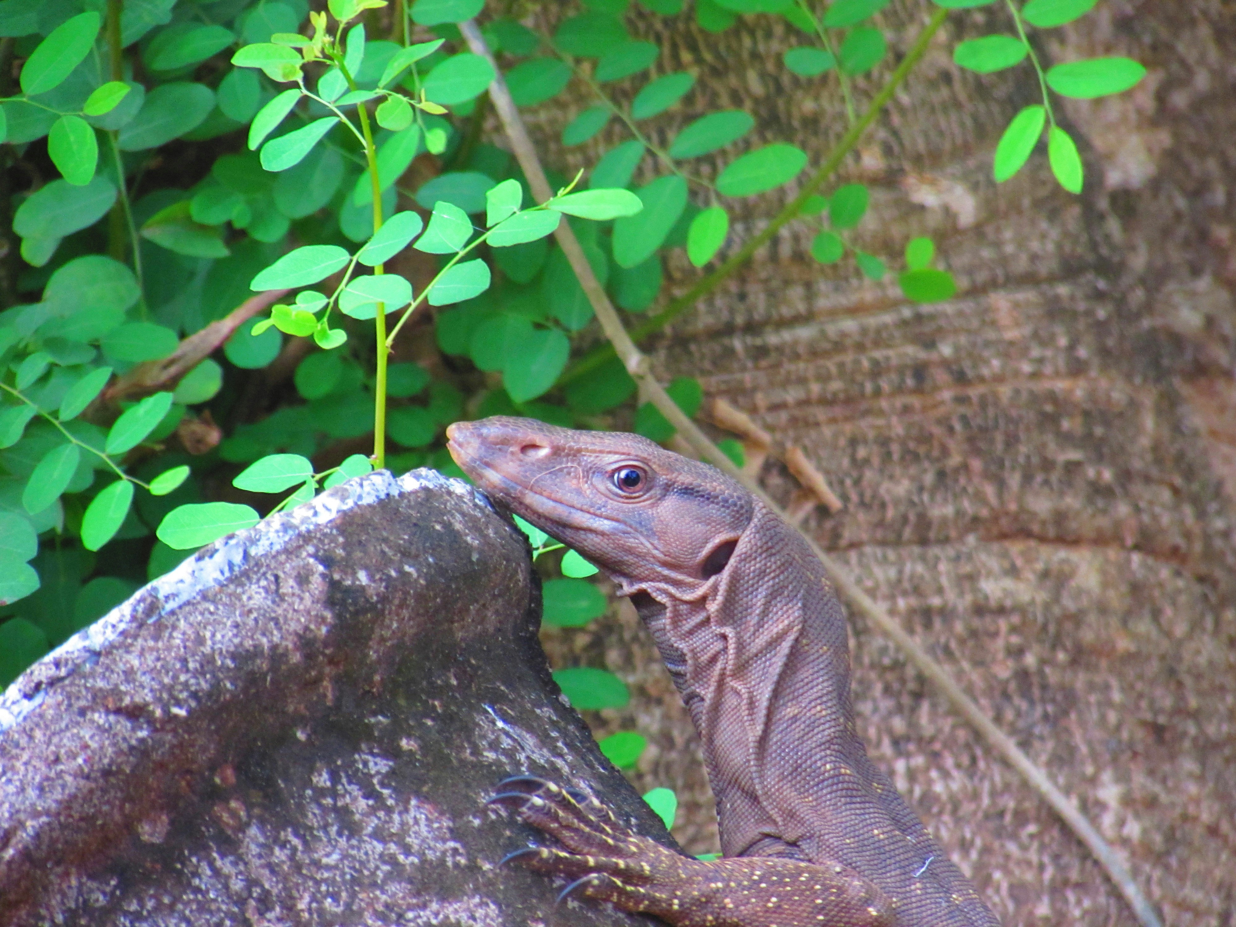 Bengal monitor lizard / Indian monitor lizard slithering on the rock.