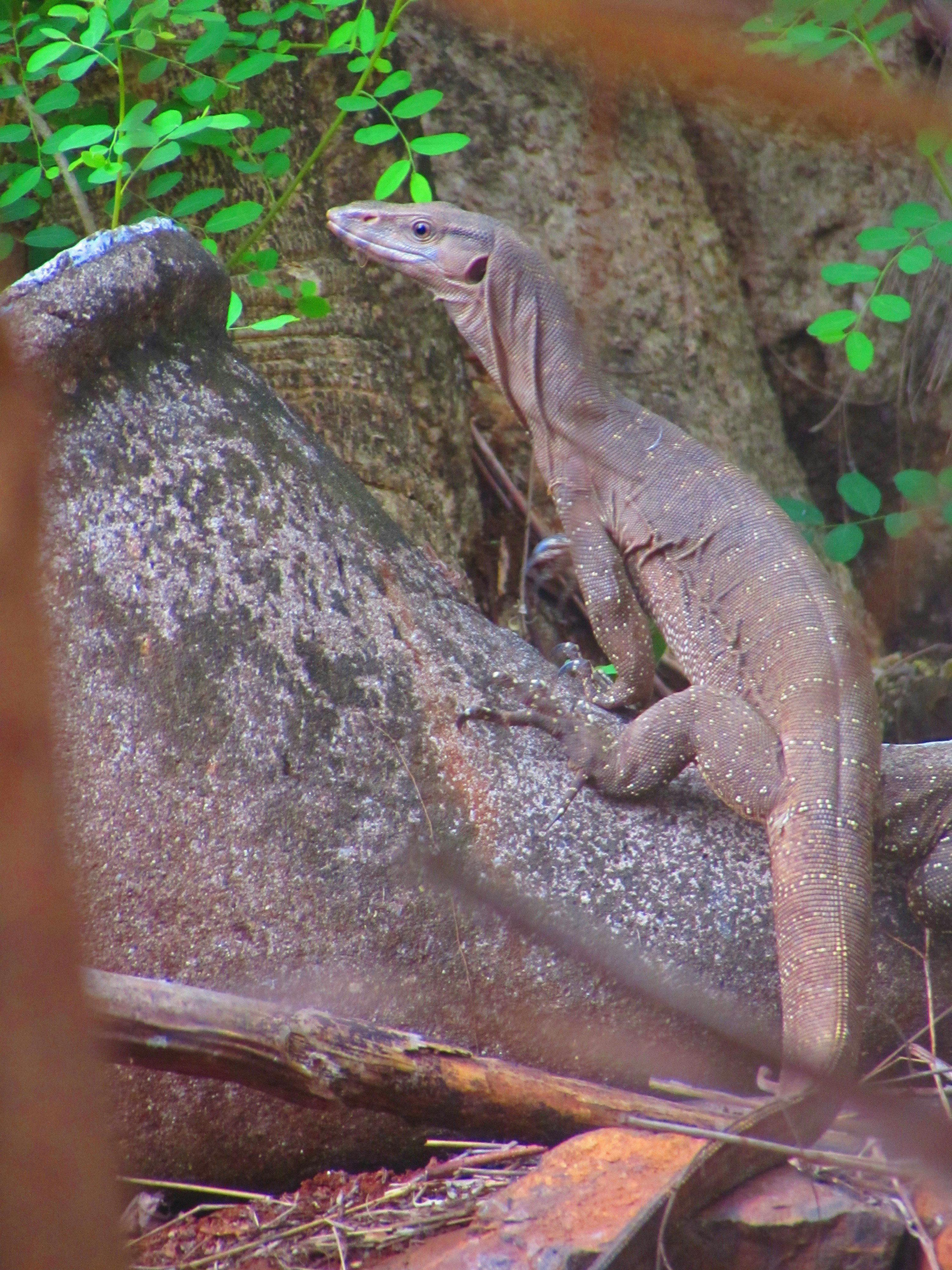 Monitor lizard perches on sunlit rocks among green foliage. The photo highlights textured scales, alert gaze, and natural habitat.
