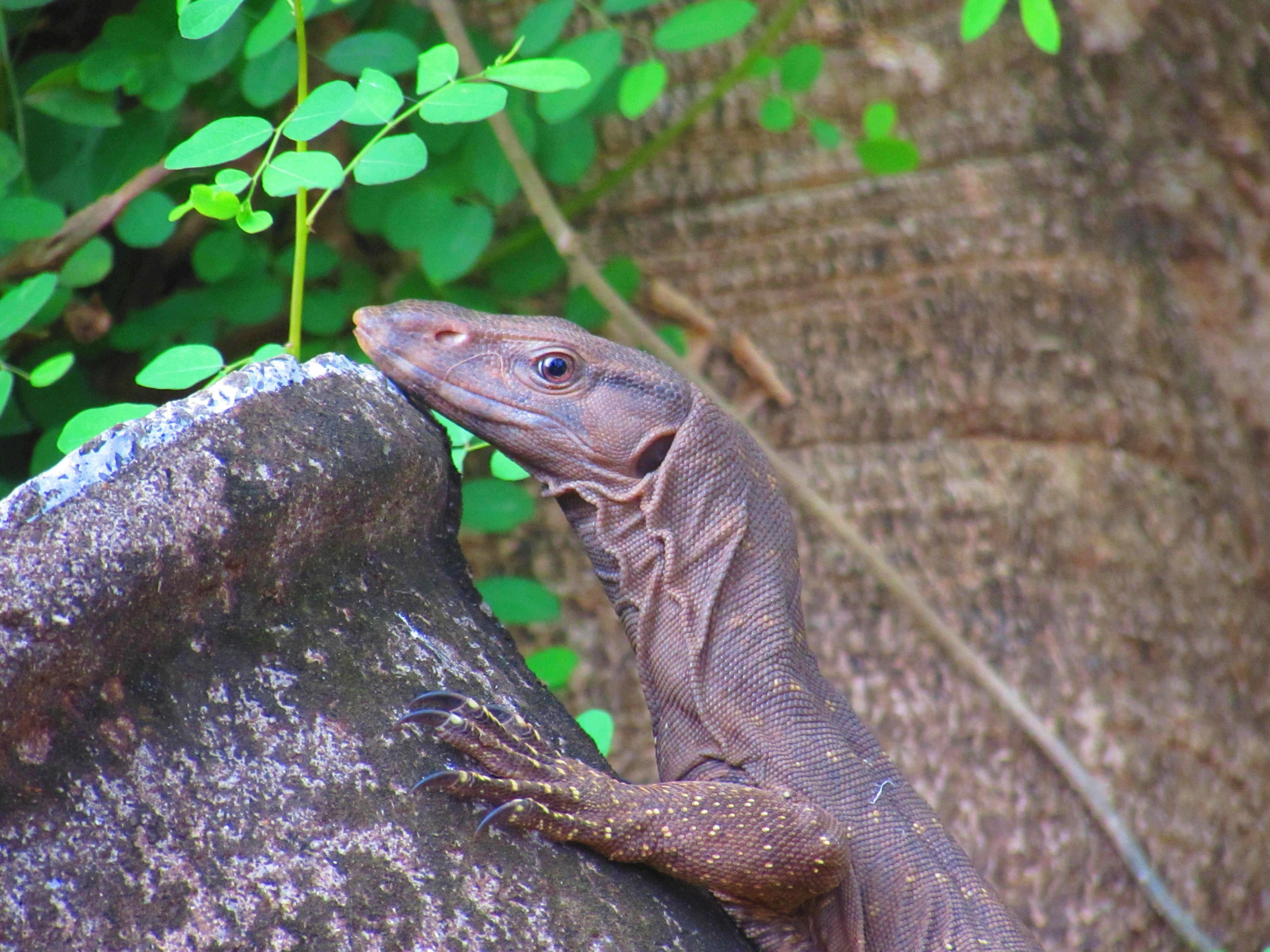 A lizard poised on a rock, surrounded by lush greenery, showcasing its textured skin and keen gaze.