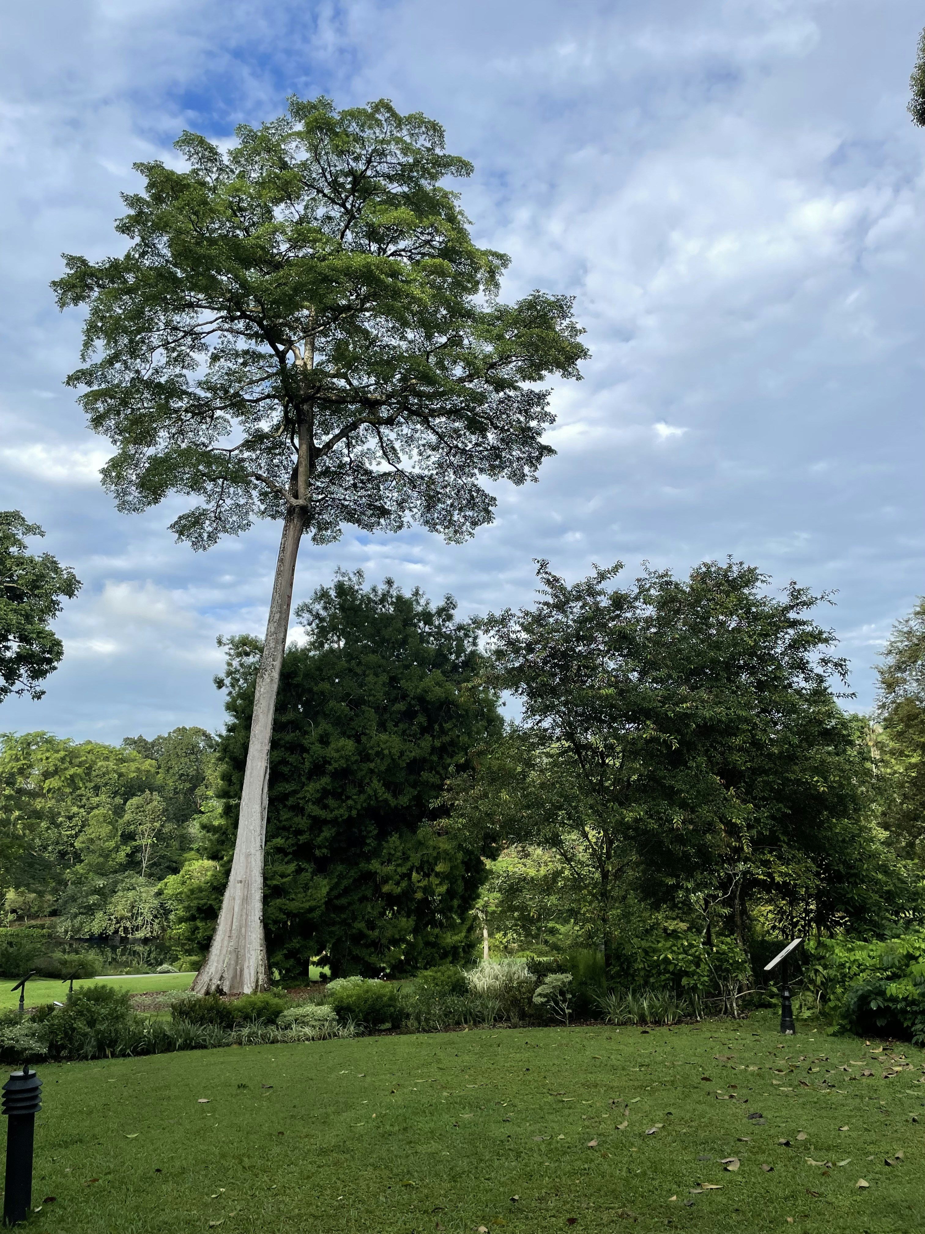 Leaning Giant in a Quiet Park: A Lone Tree Reaching for the Sky