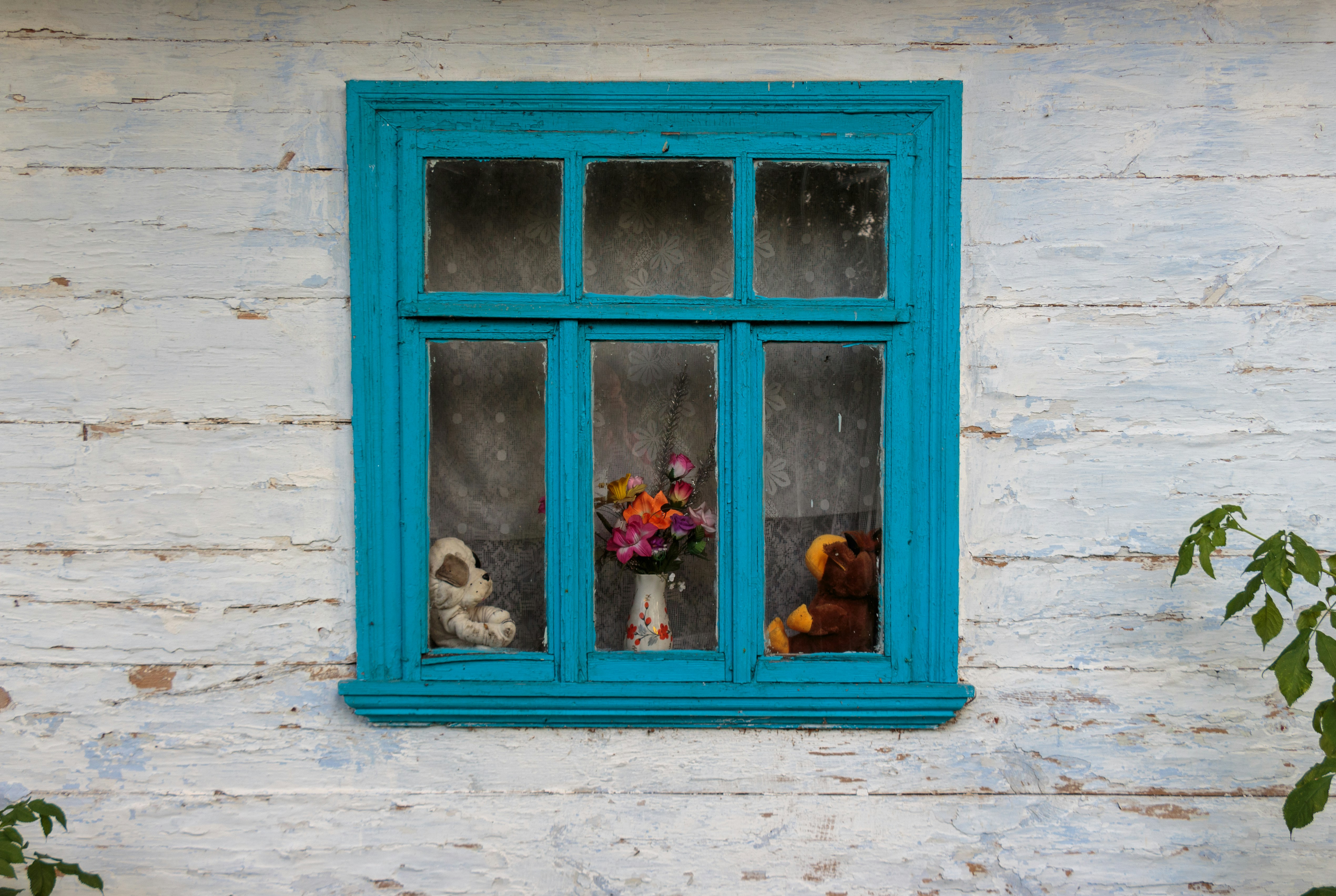 a couple of dogs sit in a window sill