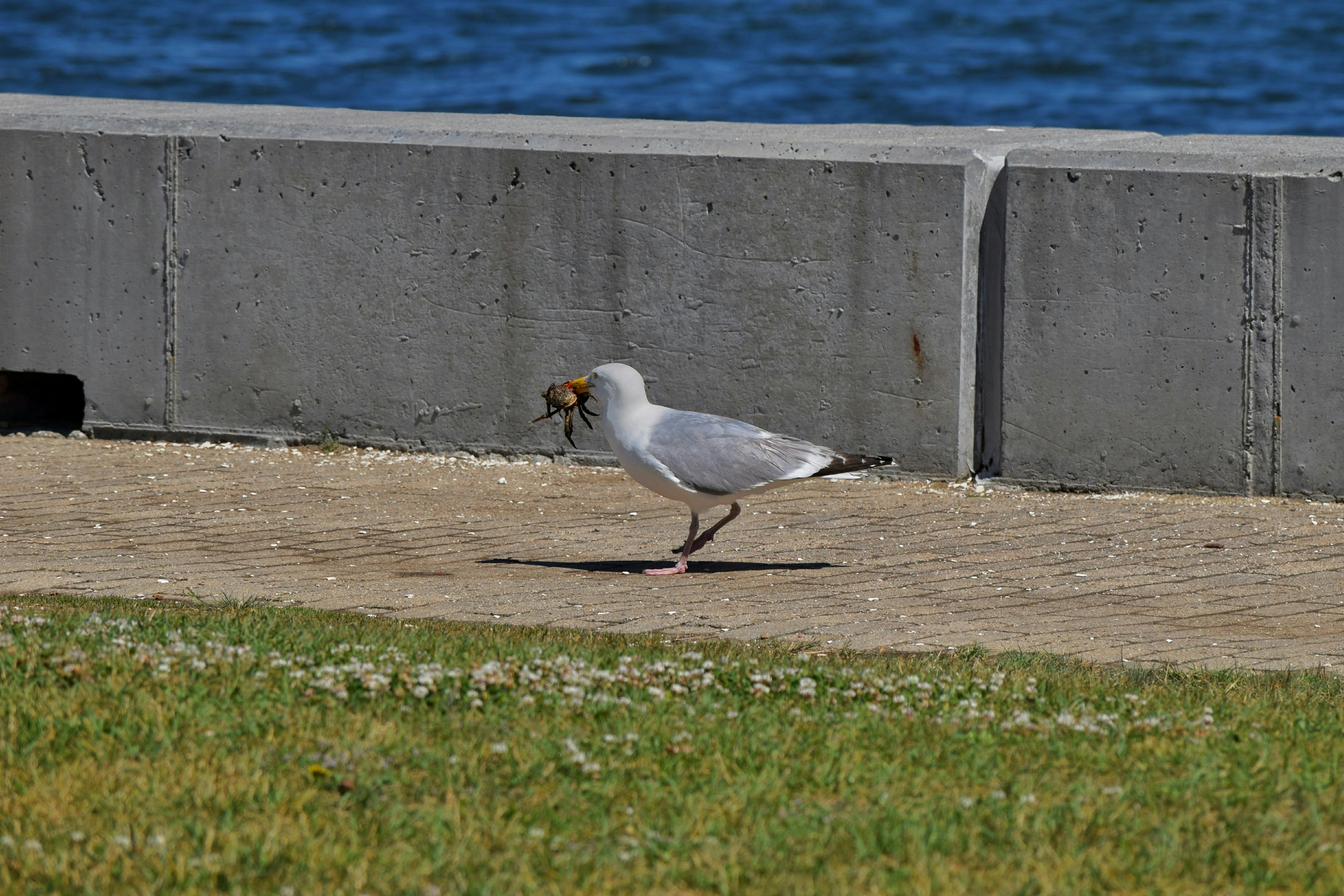 Seagull feeding on a crab. Shot from Rhode Island. 