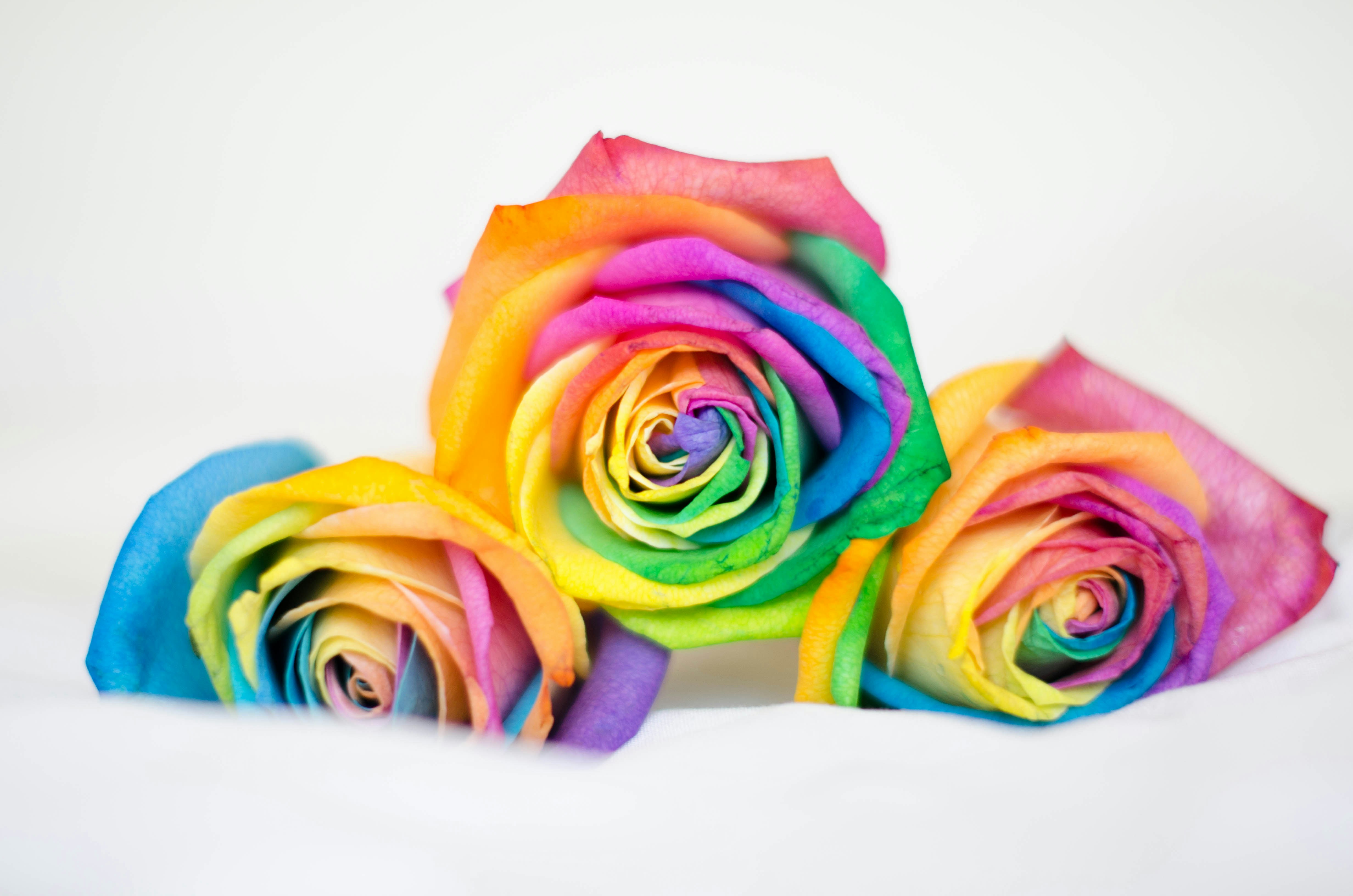 Rainbow Flowers Pictures | Download Free Images on Unsplash