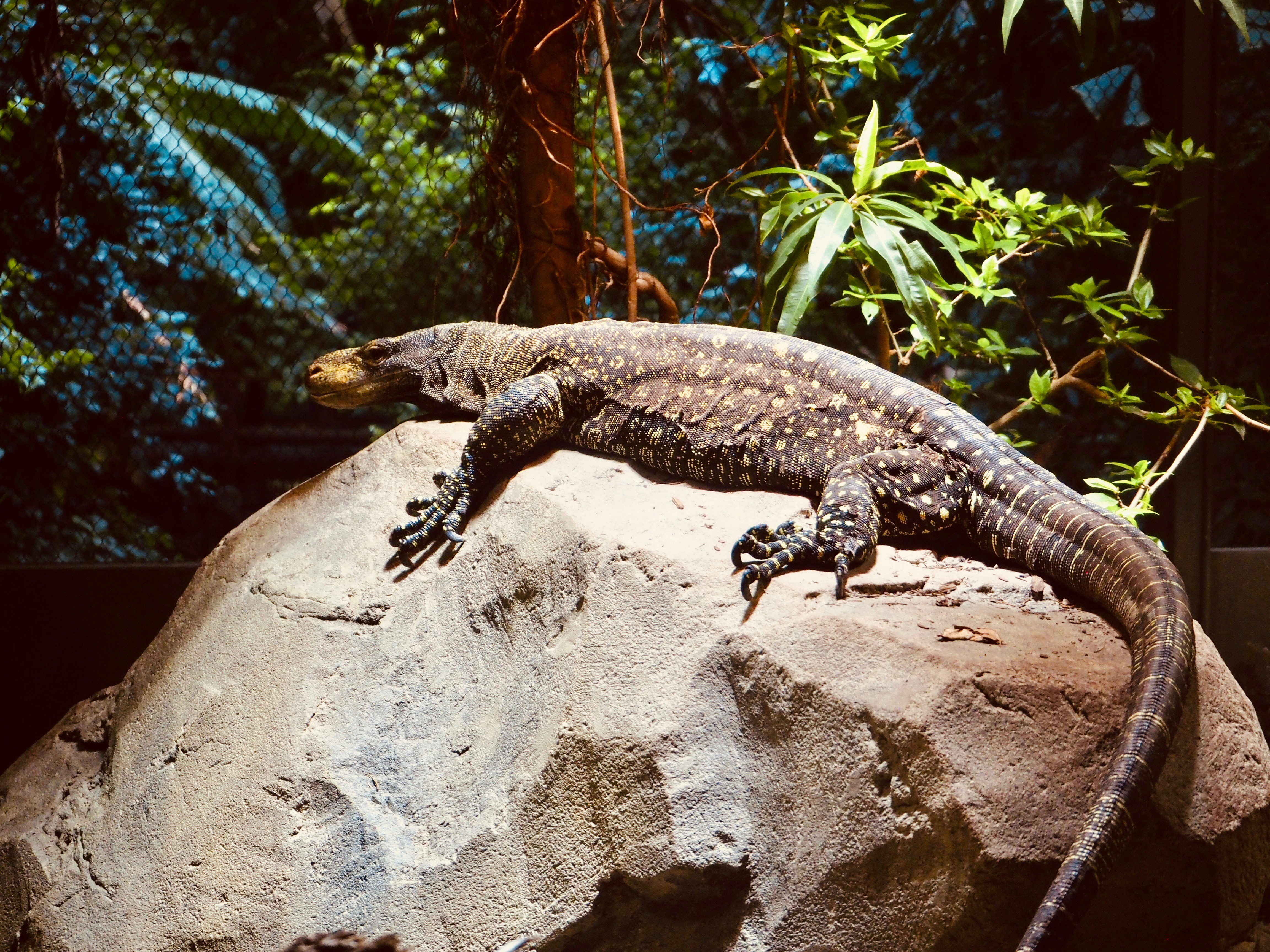 Rock-Top Roamer: a spotted monitor basking on sunlit stone