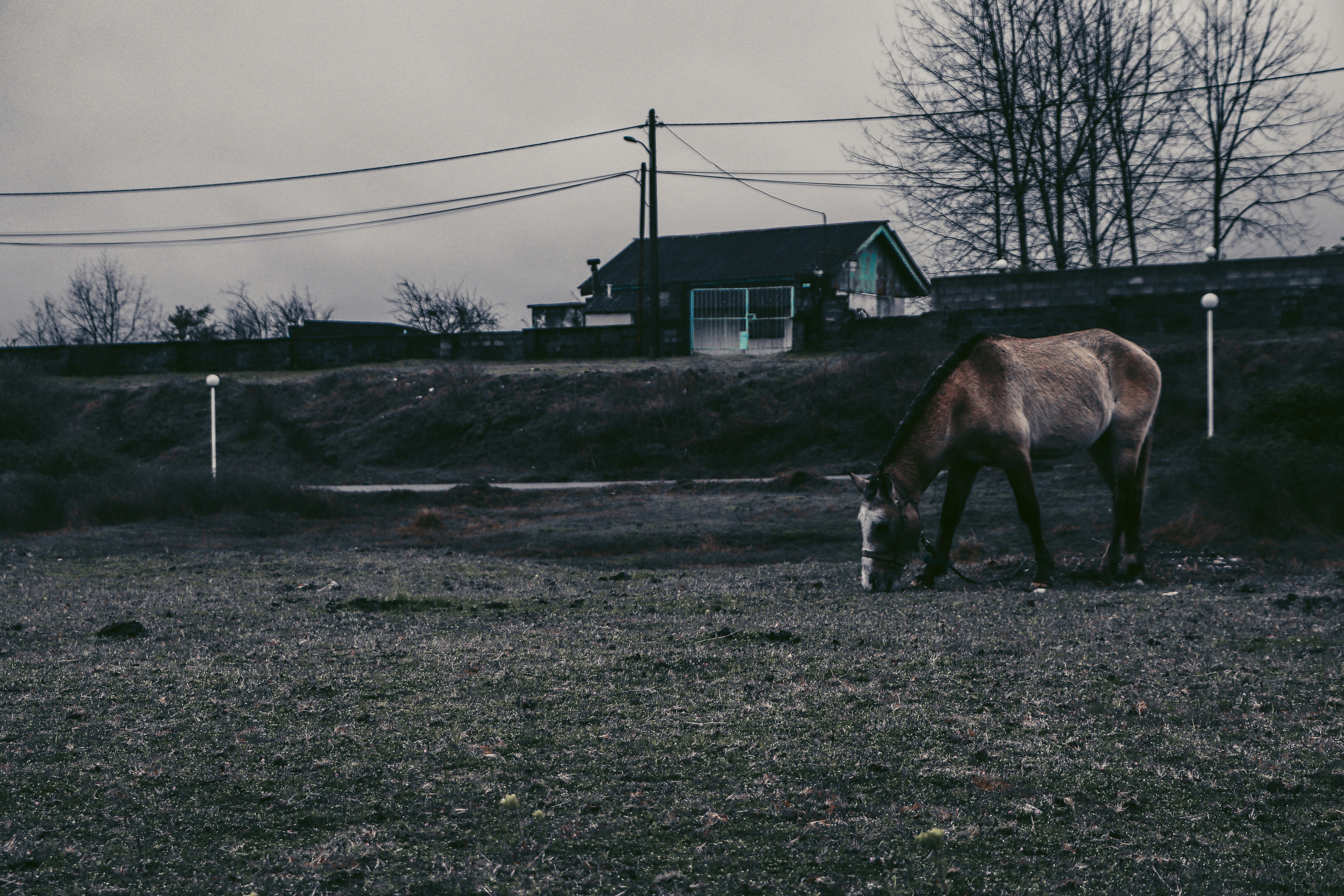 a horse eating grass