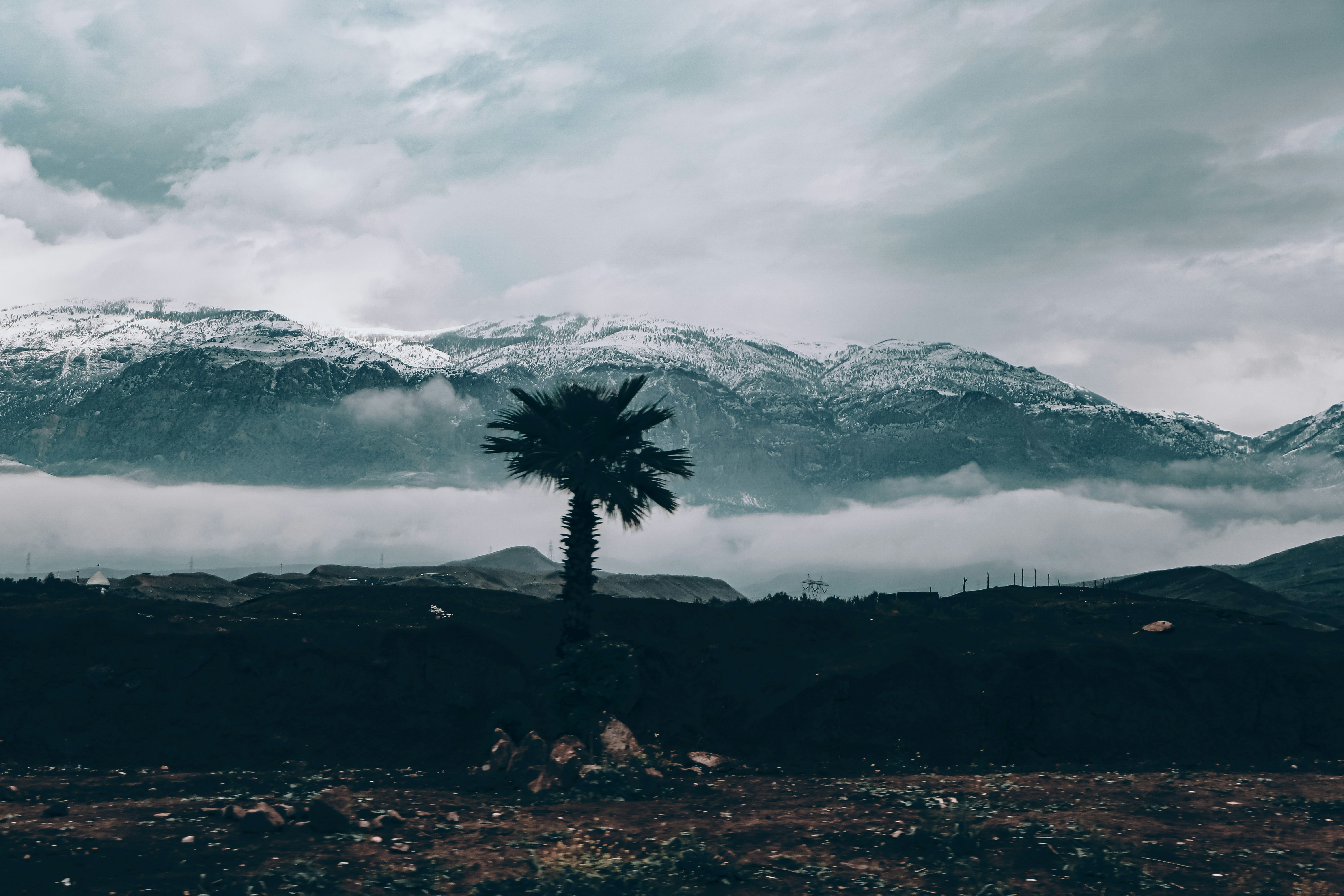 Lone Palm at the Edge of Snowbound Peaks