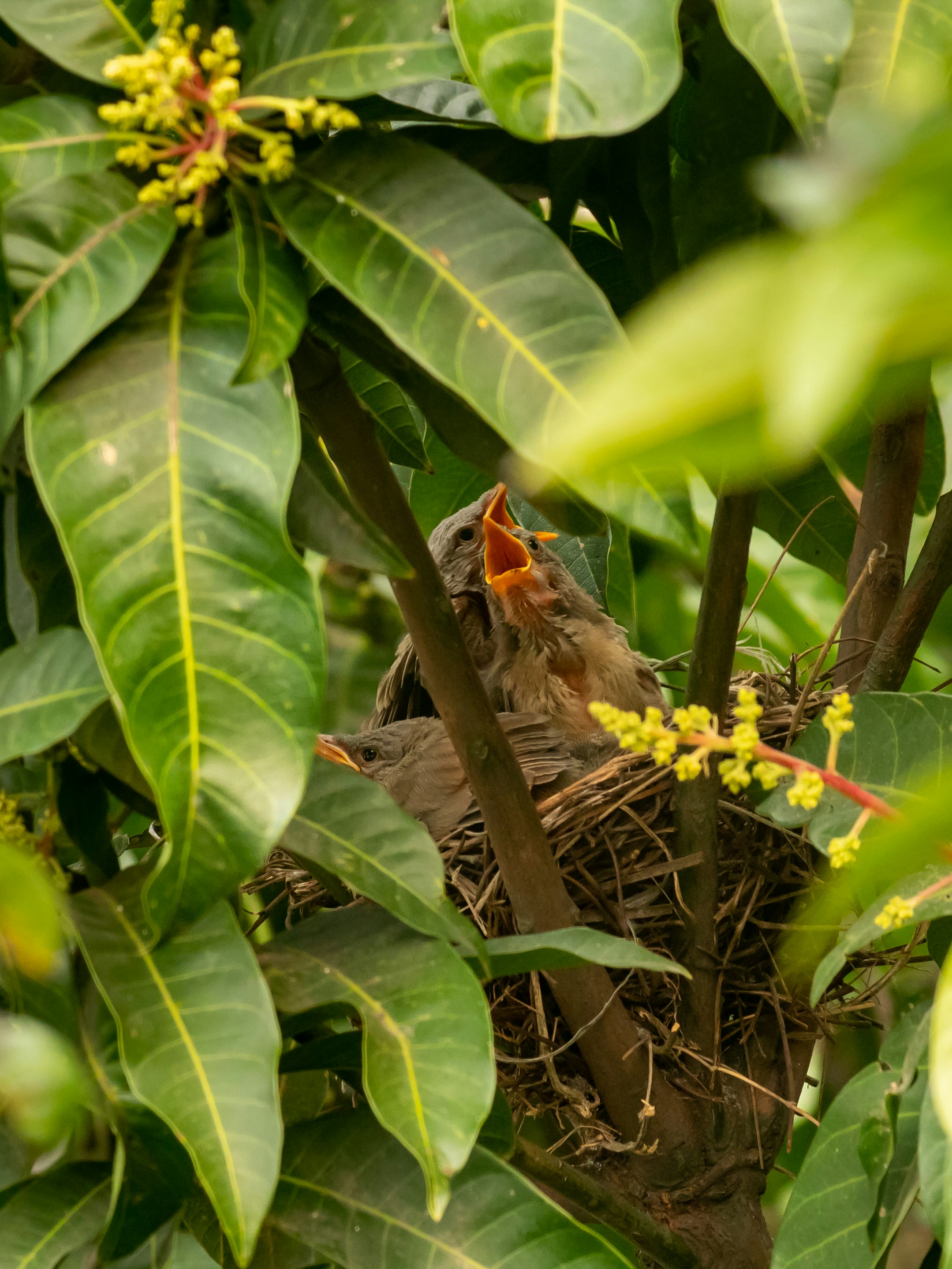Chorus of Beaks: Nestlings Beg from a Leafy Canopy
