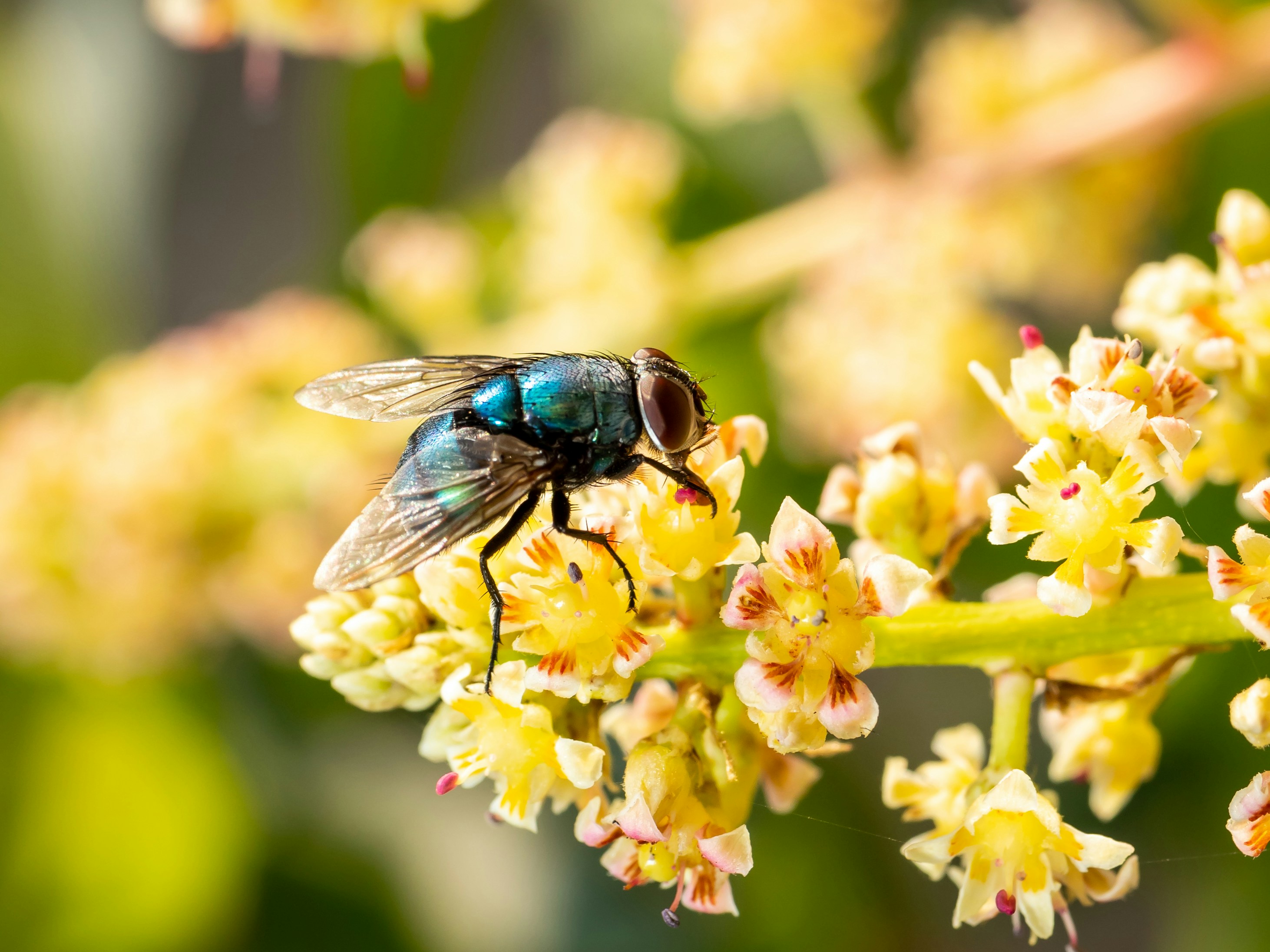 Common green bottle fly