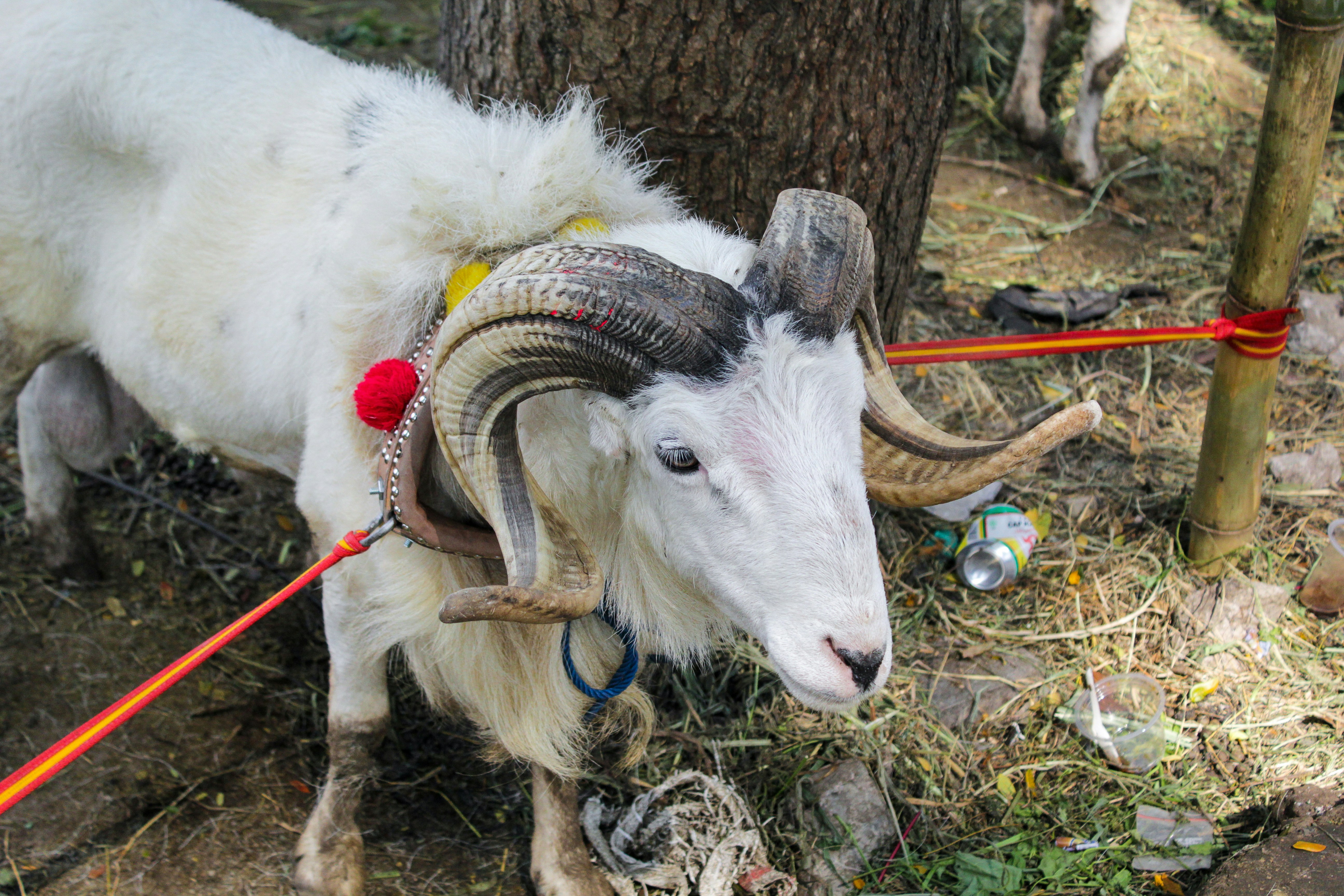 White goat with prominent horns stands by a tree, adorned with colorful accessories and tethered for grazing.