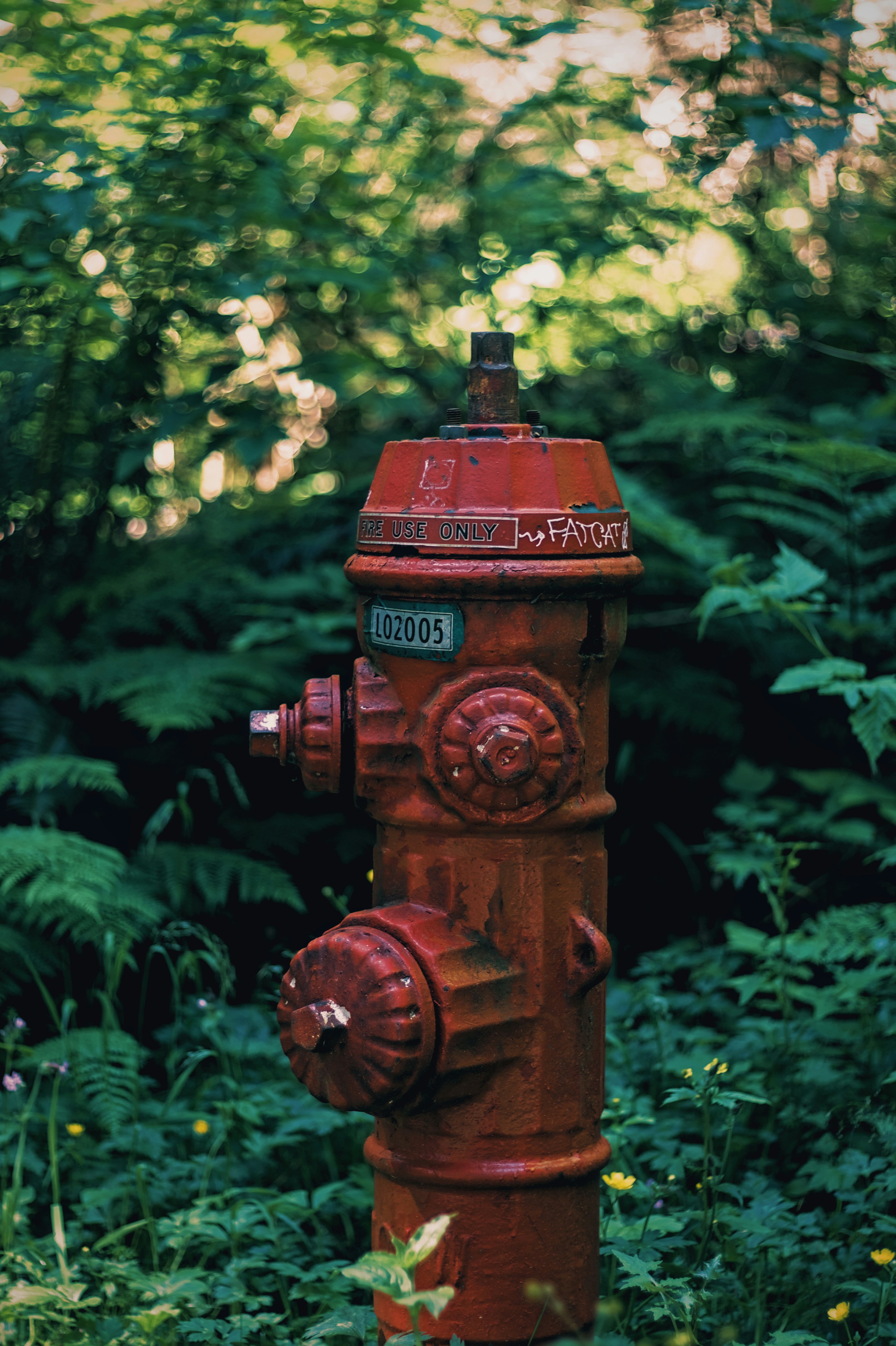 A red fire hydrant in front of some trees photo – Free Hydrant Image on ...