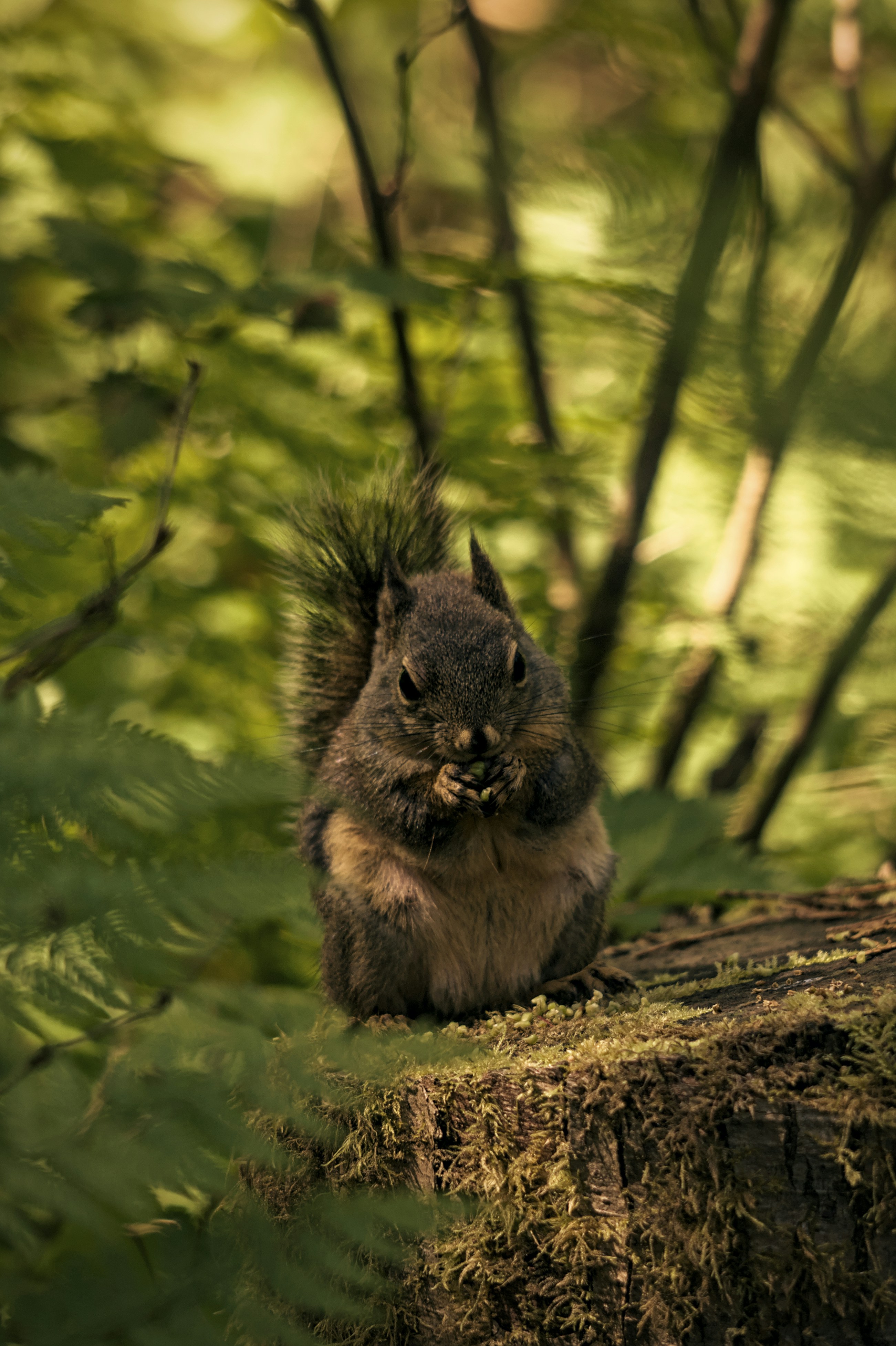 Un écureuil sur une bûche photo – Photo Animal Gratuite sur Unsplash