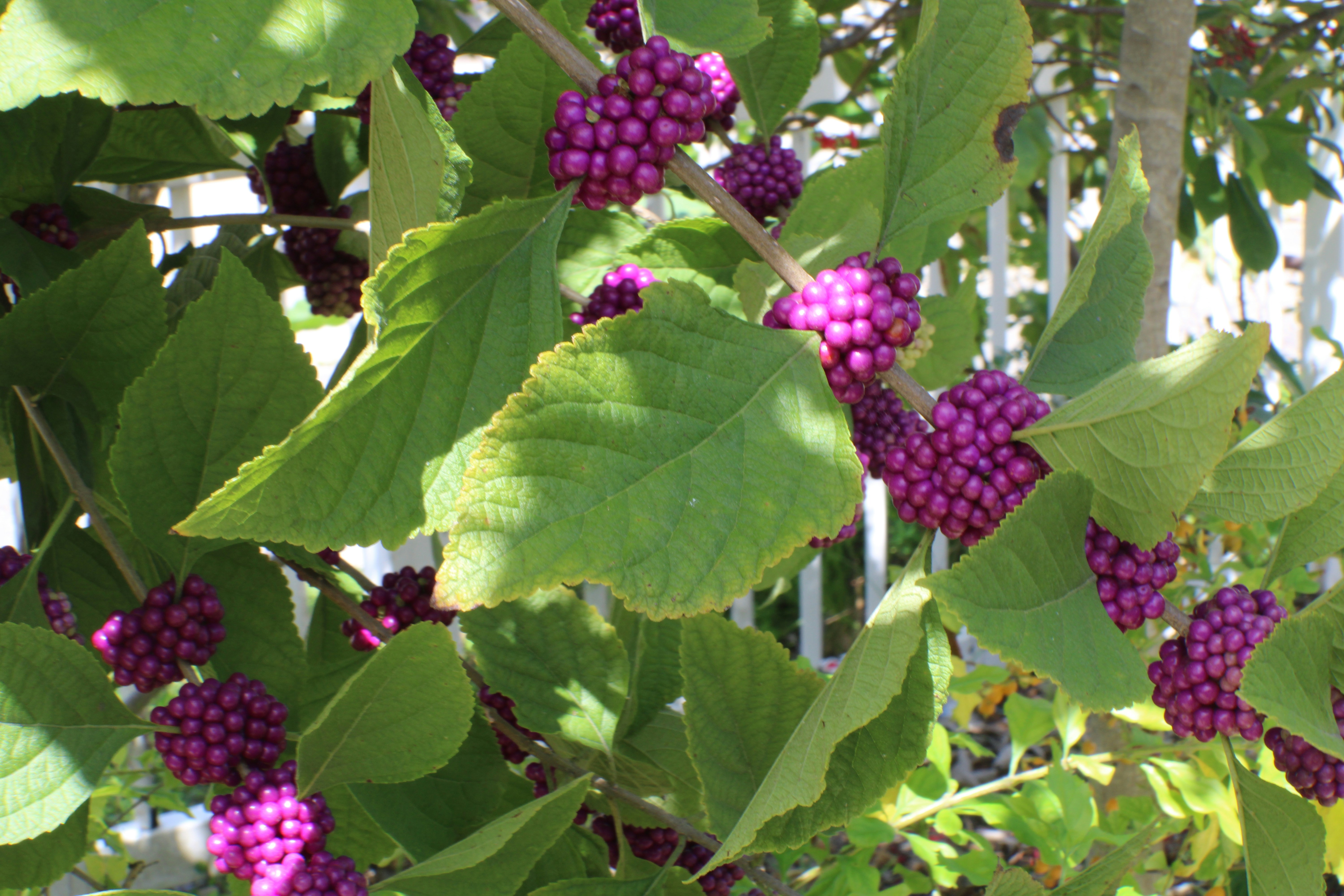 Sunlit Beautyberry Clusters Framing a Garden Fence