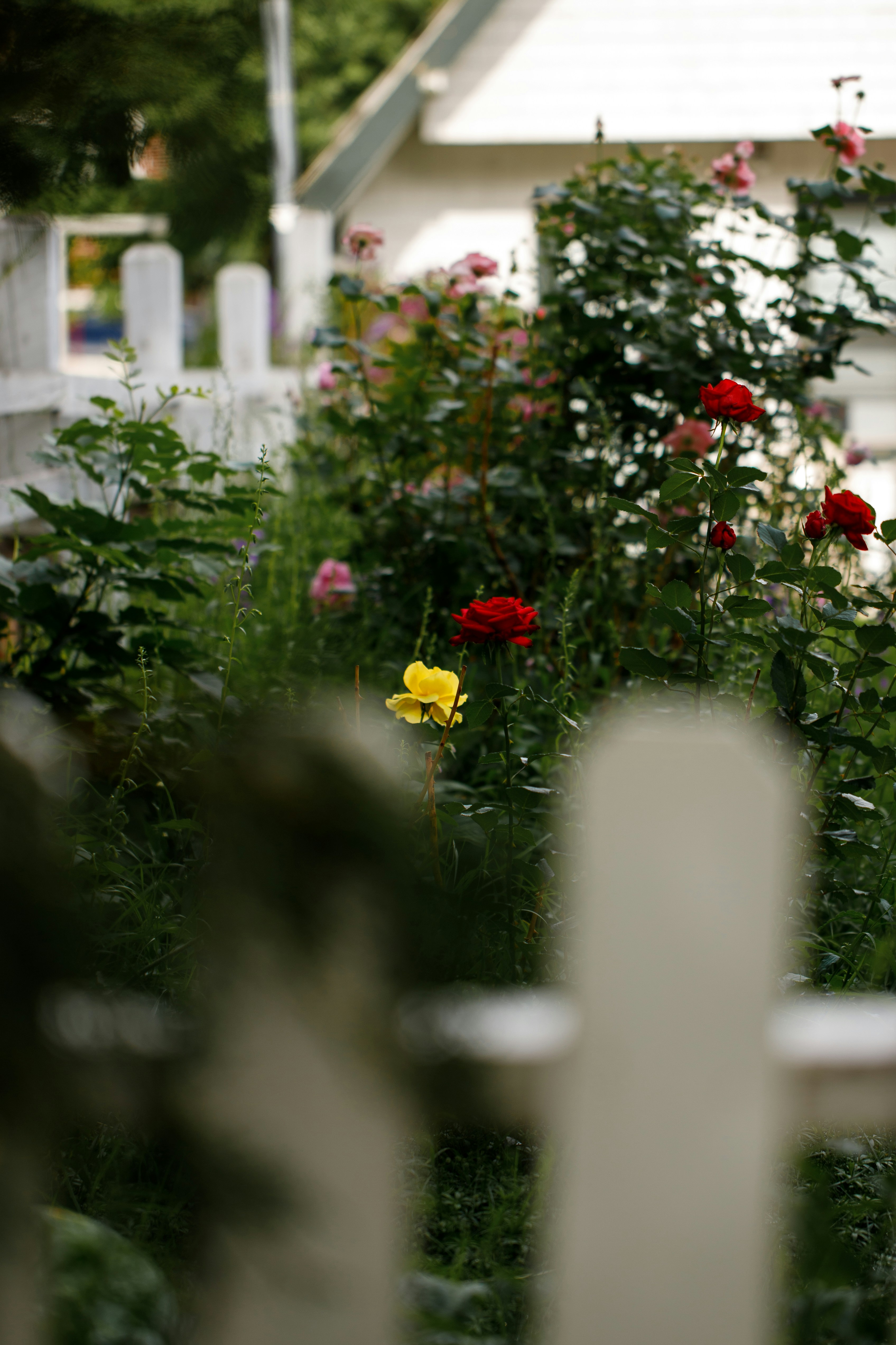 A solitary yellow rose breaks through a bed of crimson blooms in soft garden light