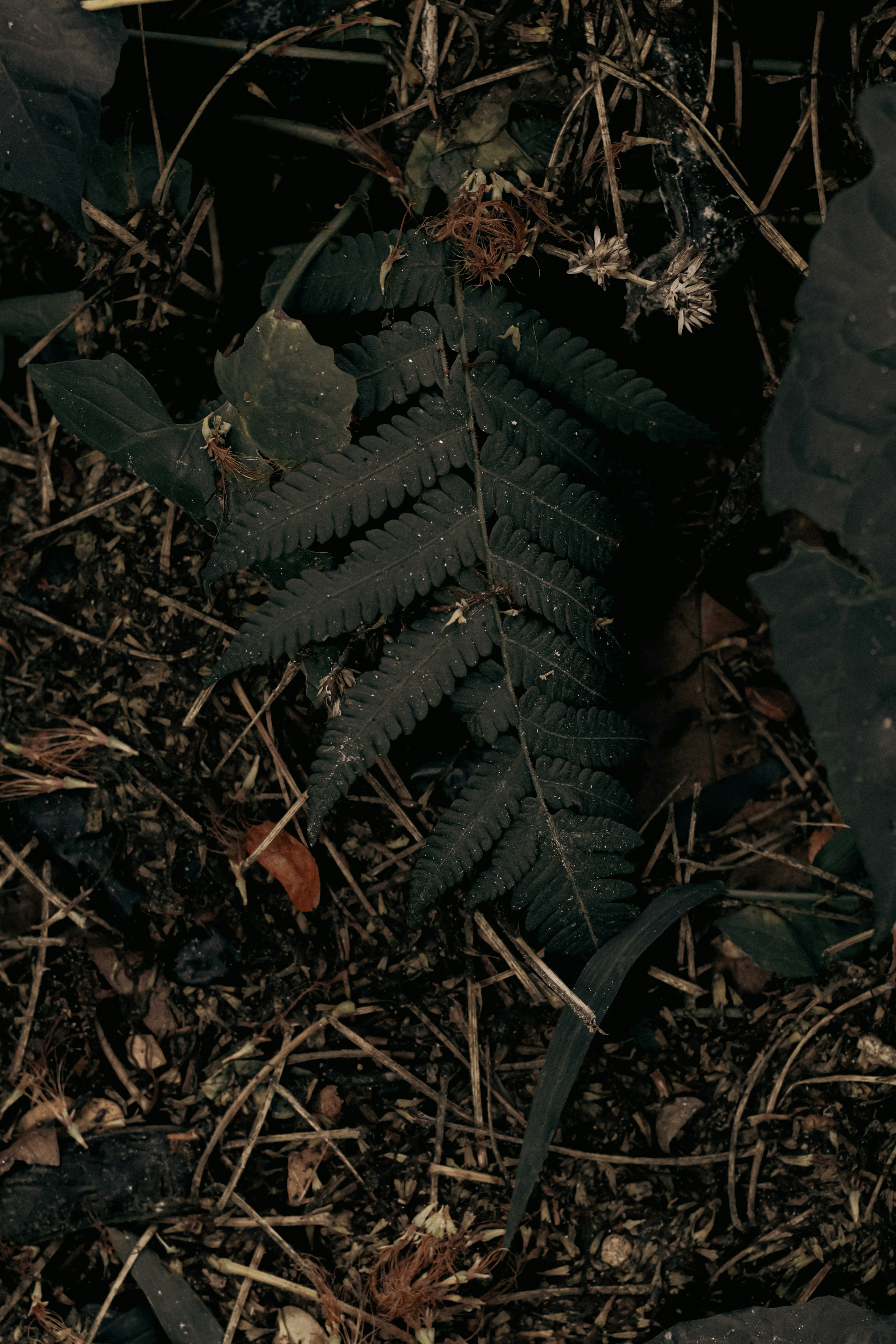 Shadowed Fern Frond Amid Forest Floor Debris