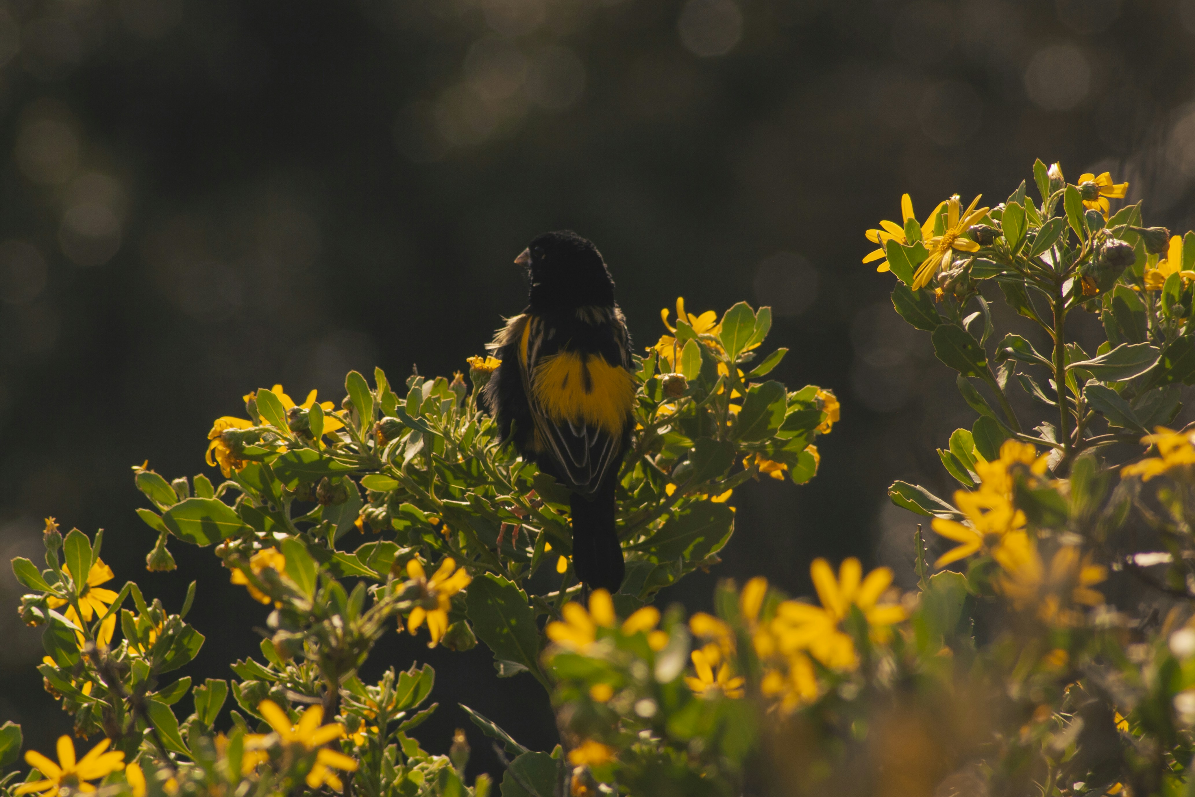 Perch of Light: Bird Amid Sunlit Yellow Blossoms