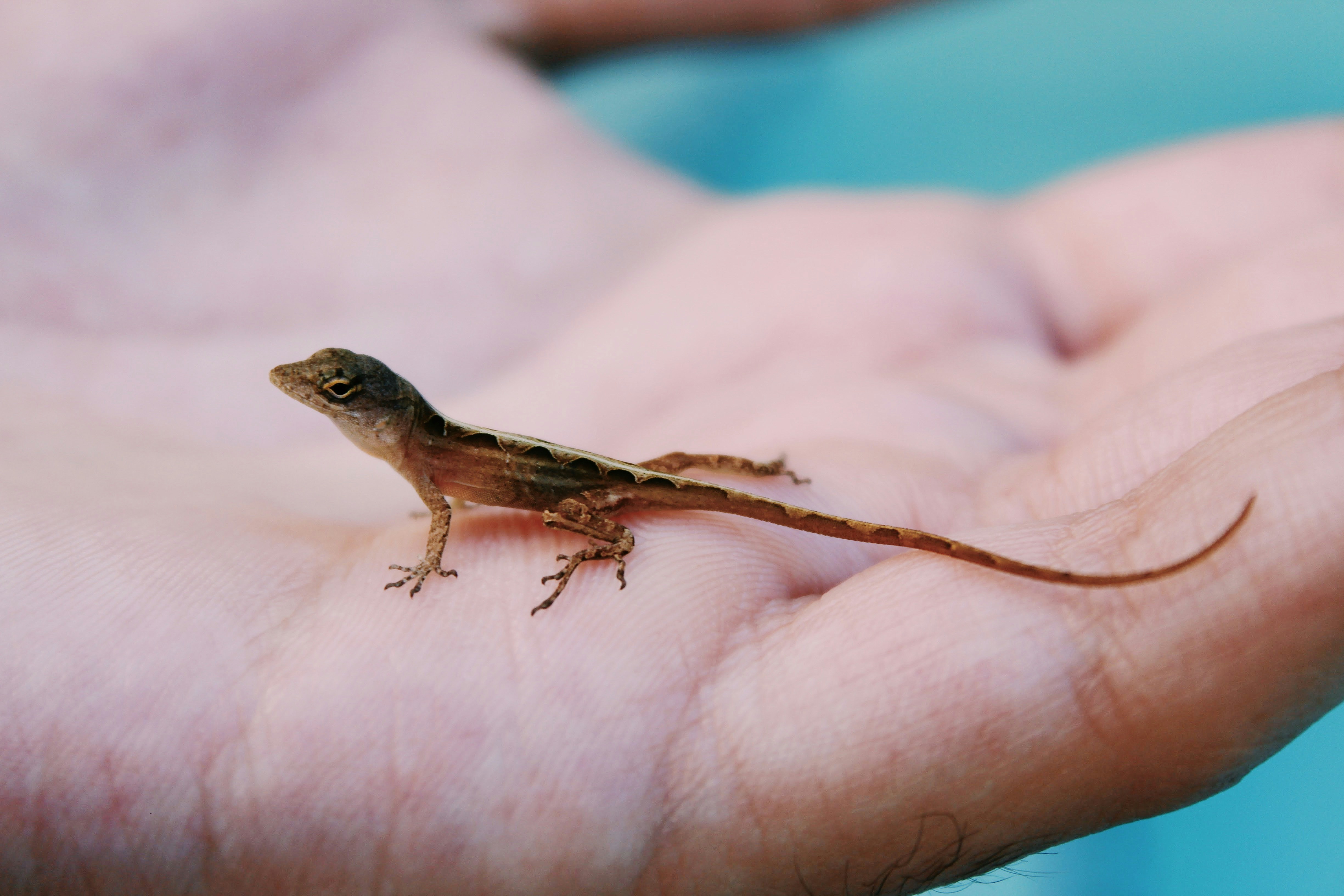 a lizard on a person's hand