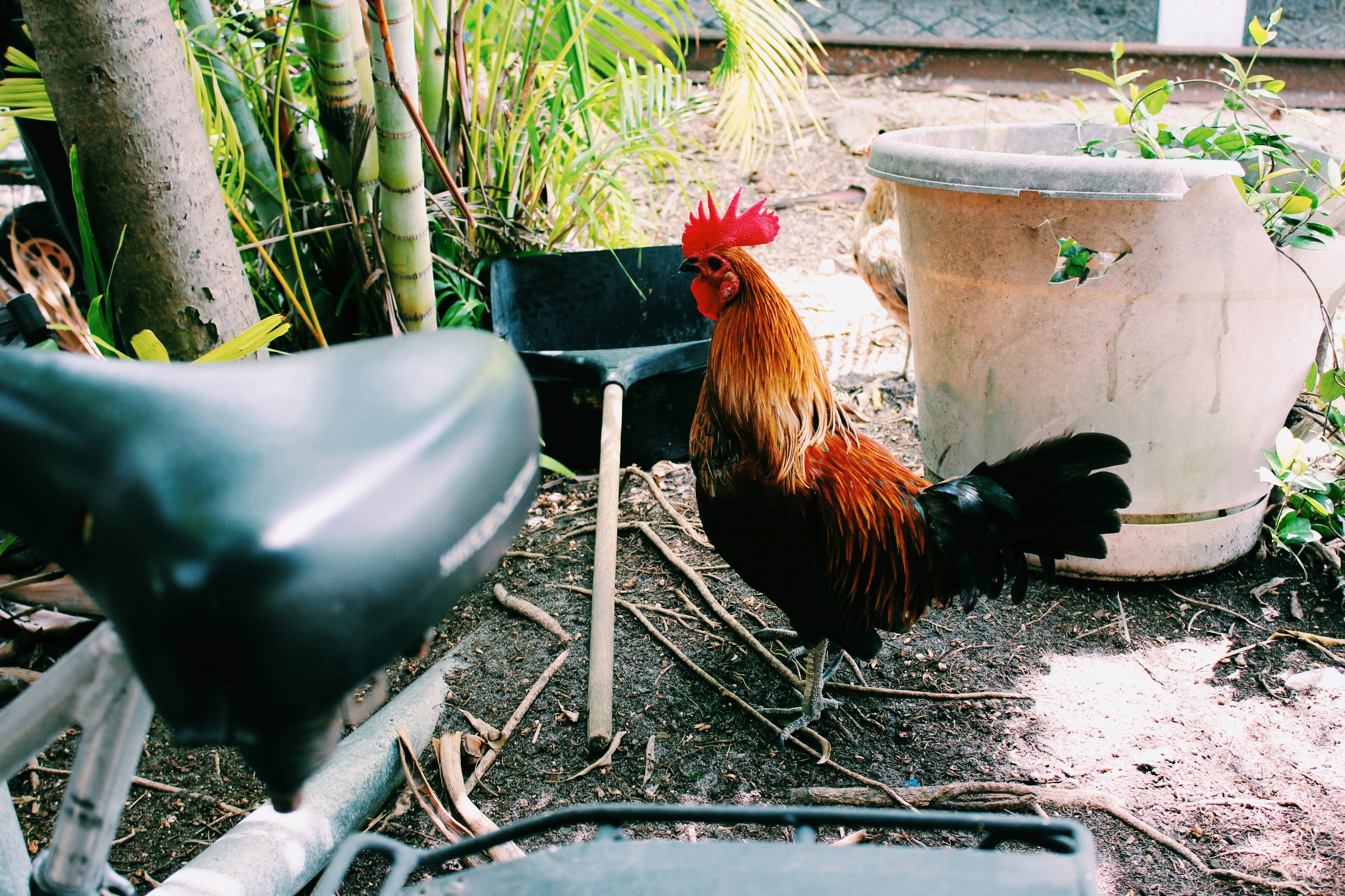 A rooster standing on a perch photo – Free Chicken Image on Unsplash