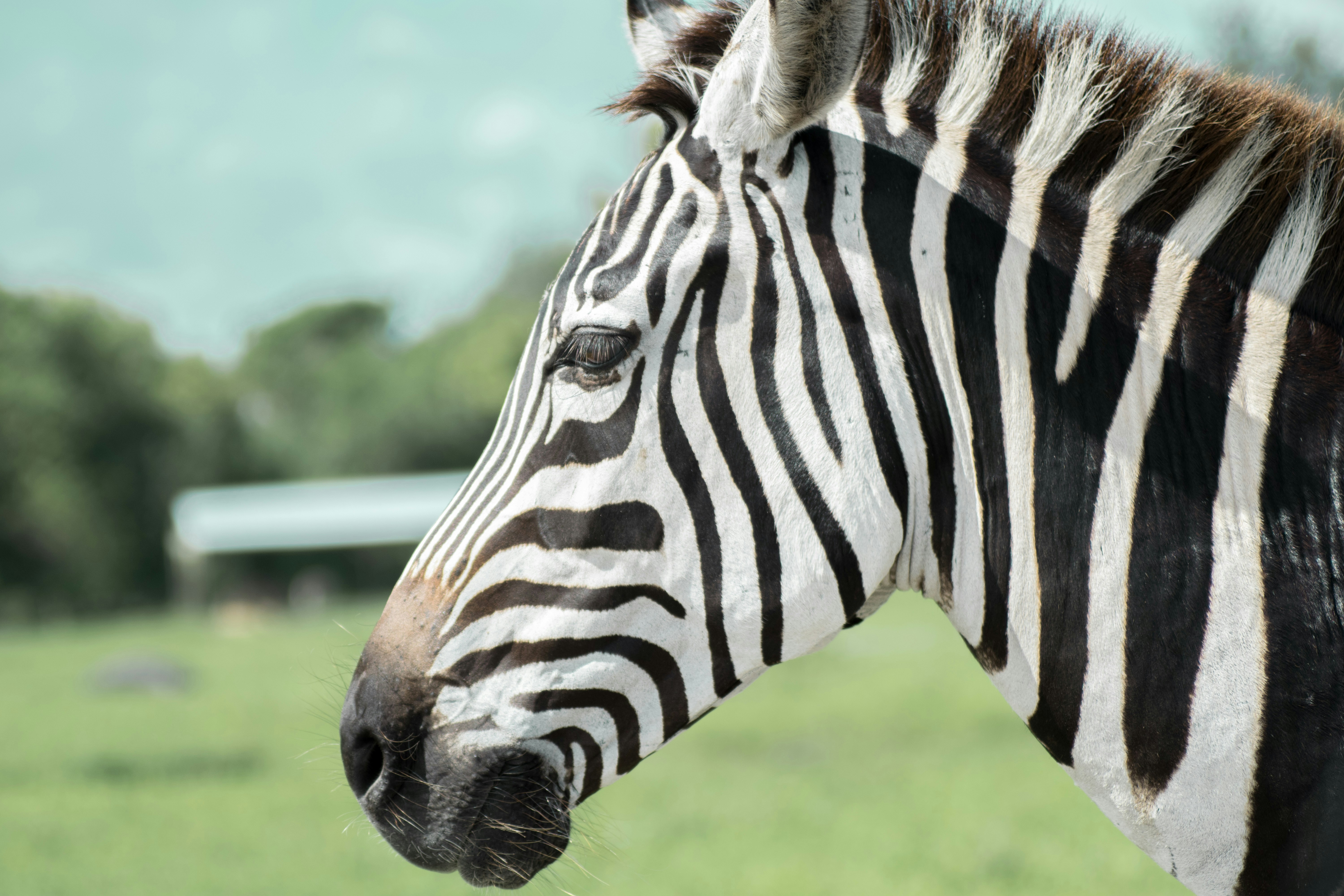 A zebra stands in a field photo – Free Seattle Image on Unsplash