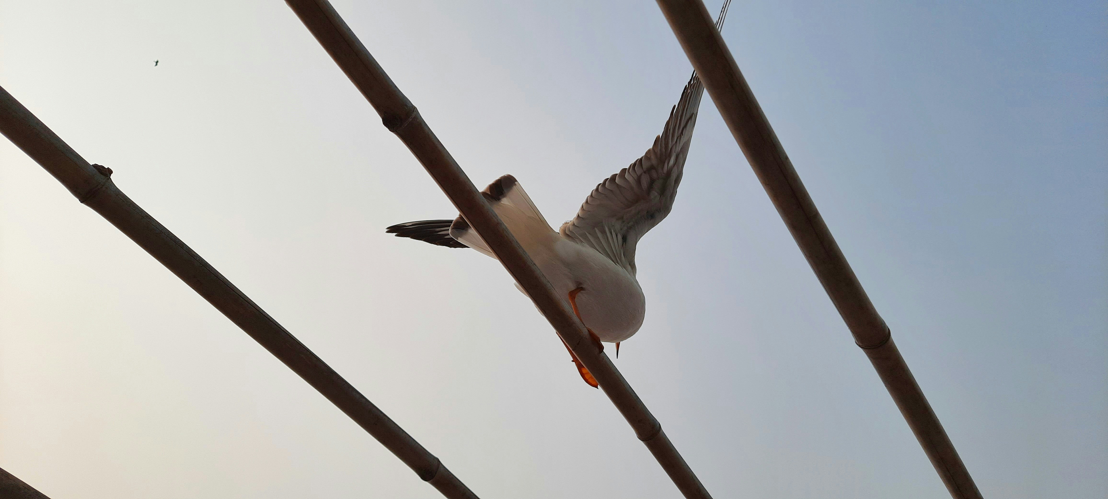 A seagull perches on diagonal bamboo-like beams against a pale blue sky.