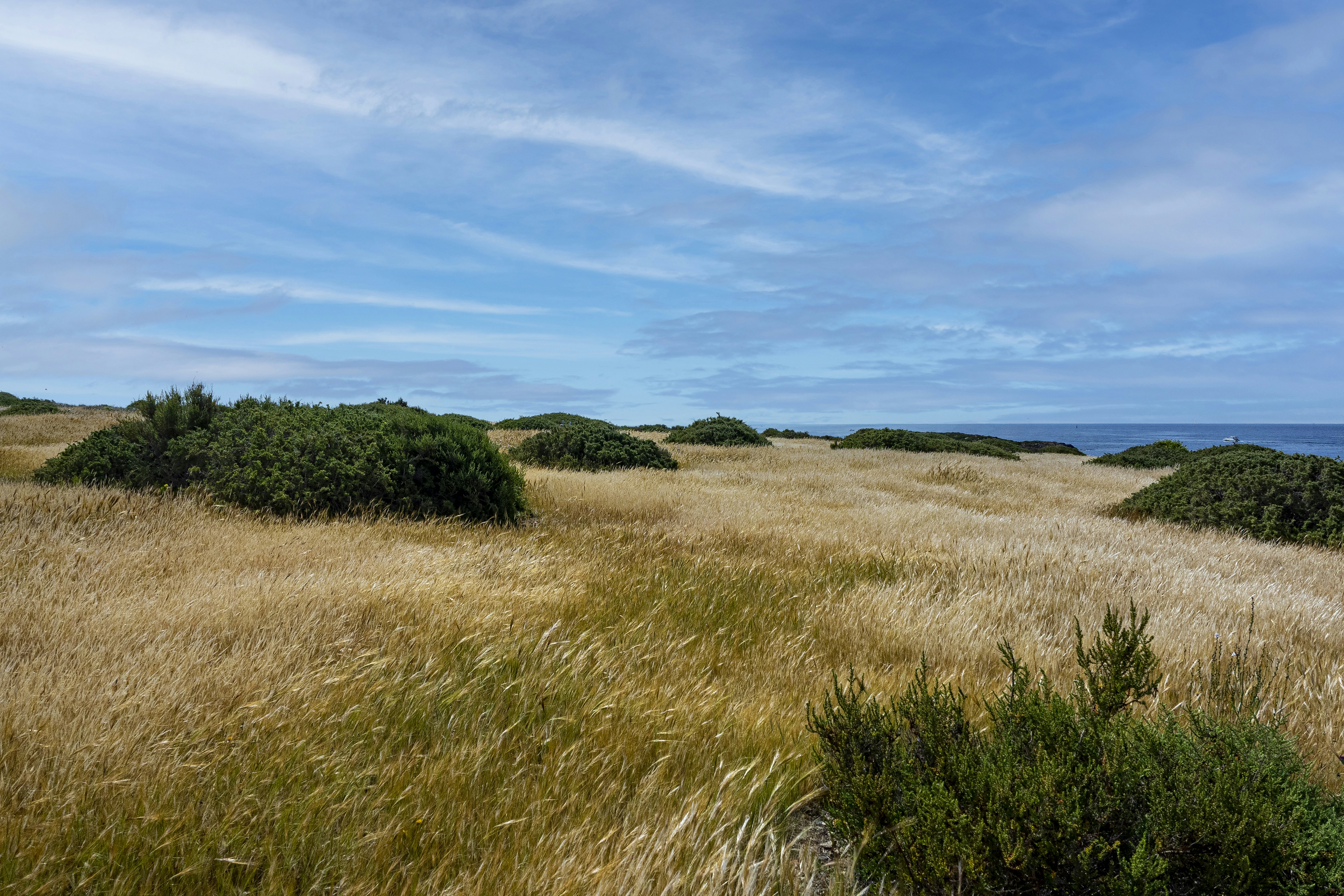 Un campo cubierto de hierba con arbustos y árboles foto – Imagen de ...