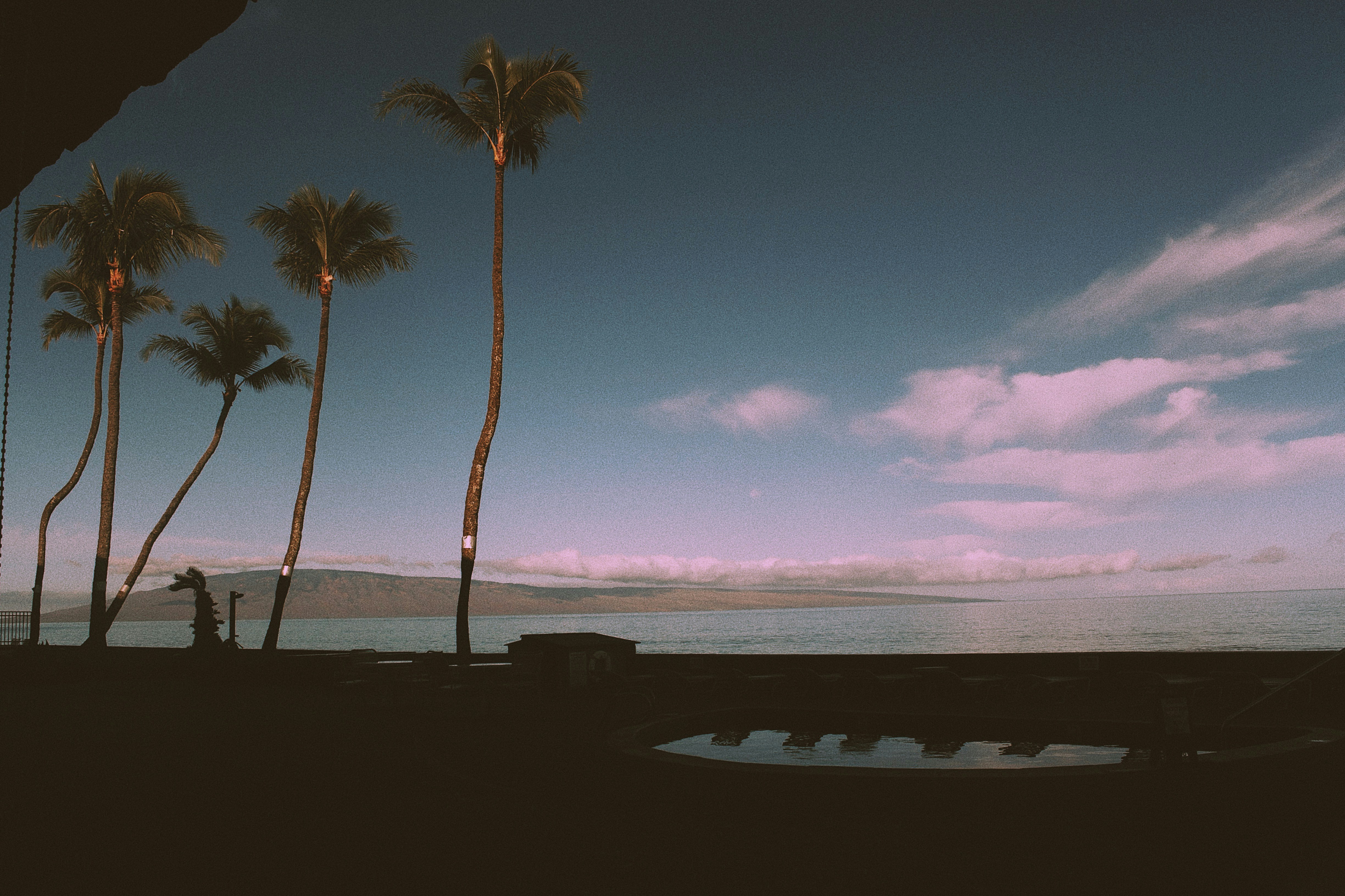 Palm-Lined Seascape at Diminished Light