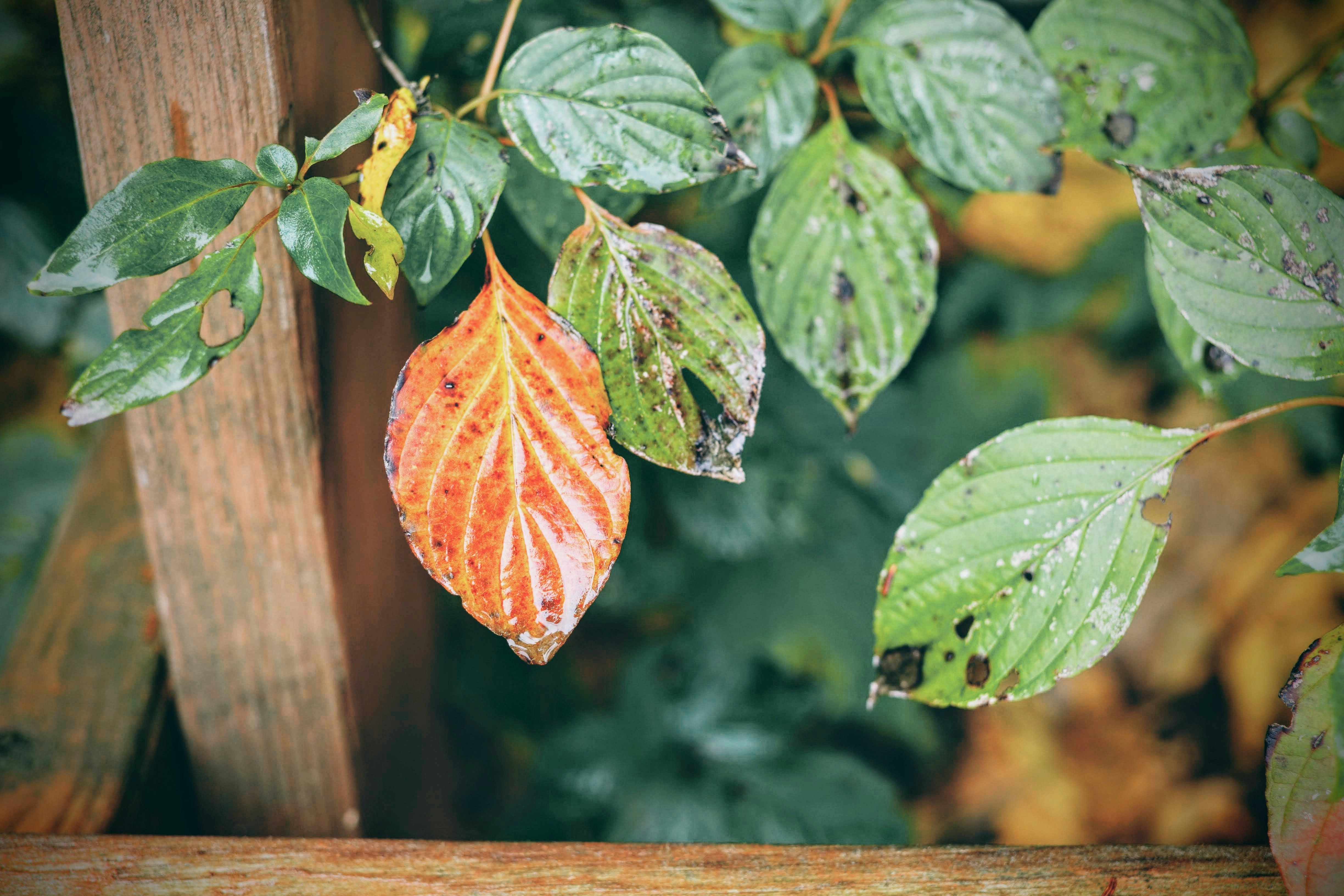Ember Among the Green: A Quiet Autumn Moment on Weathered Wood