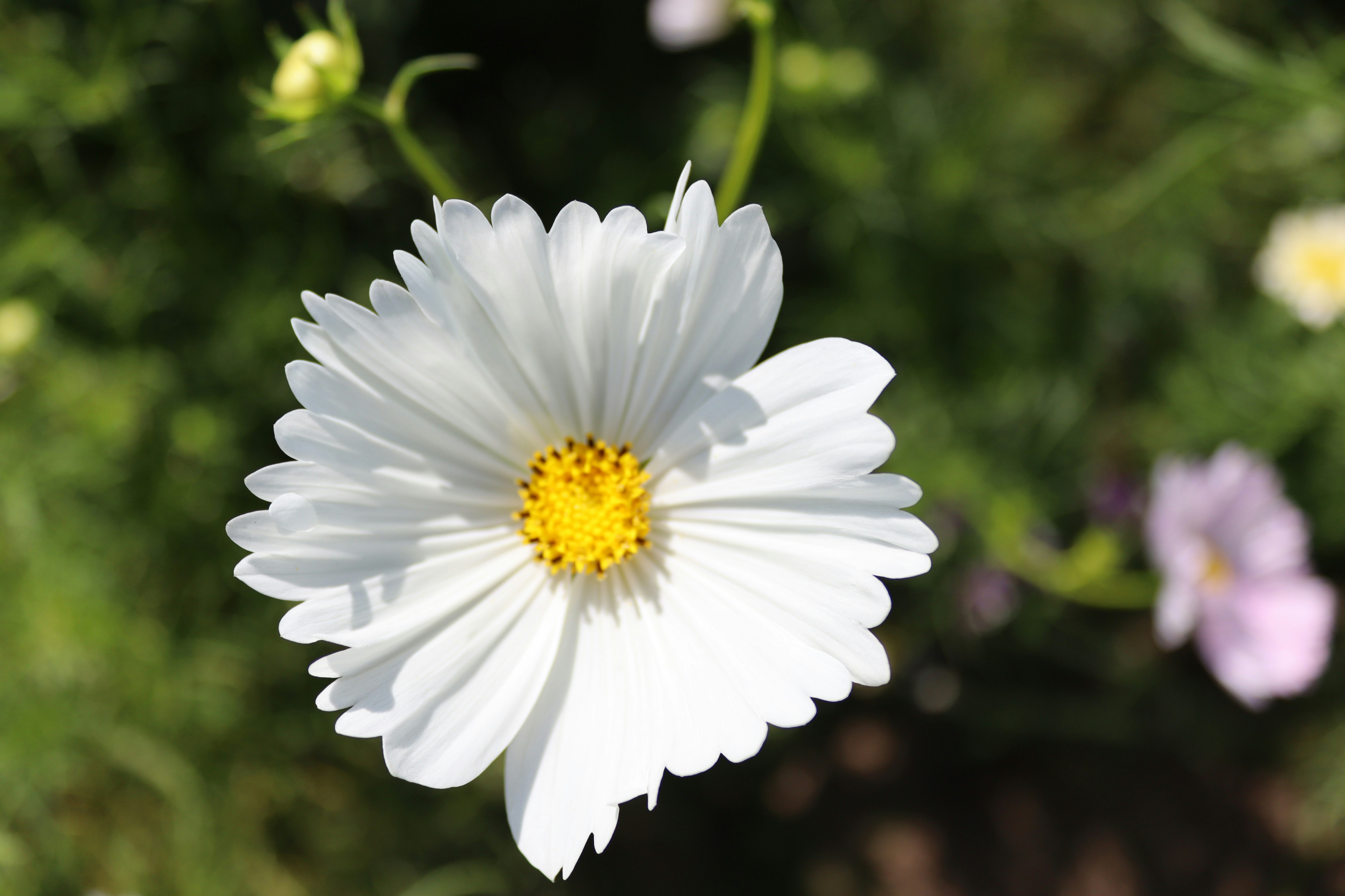 a white flower with yellow center