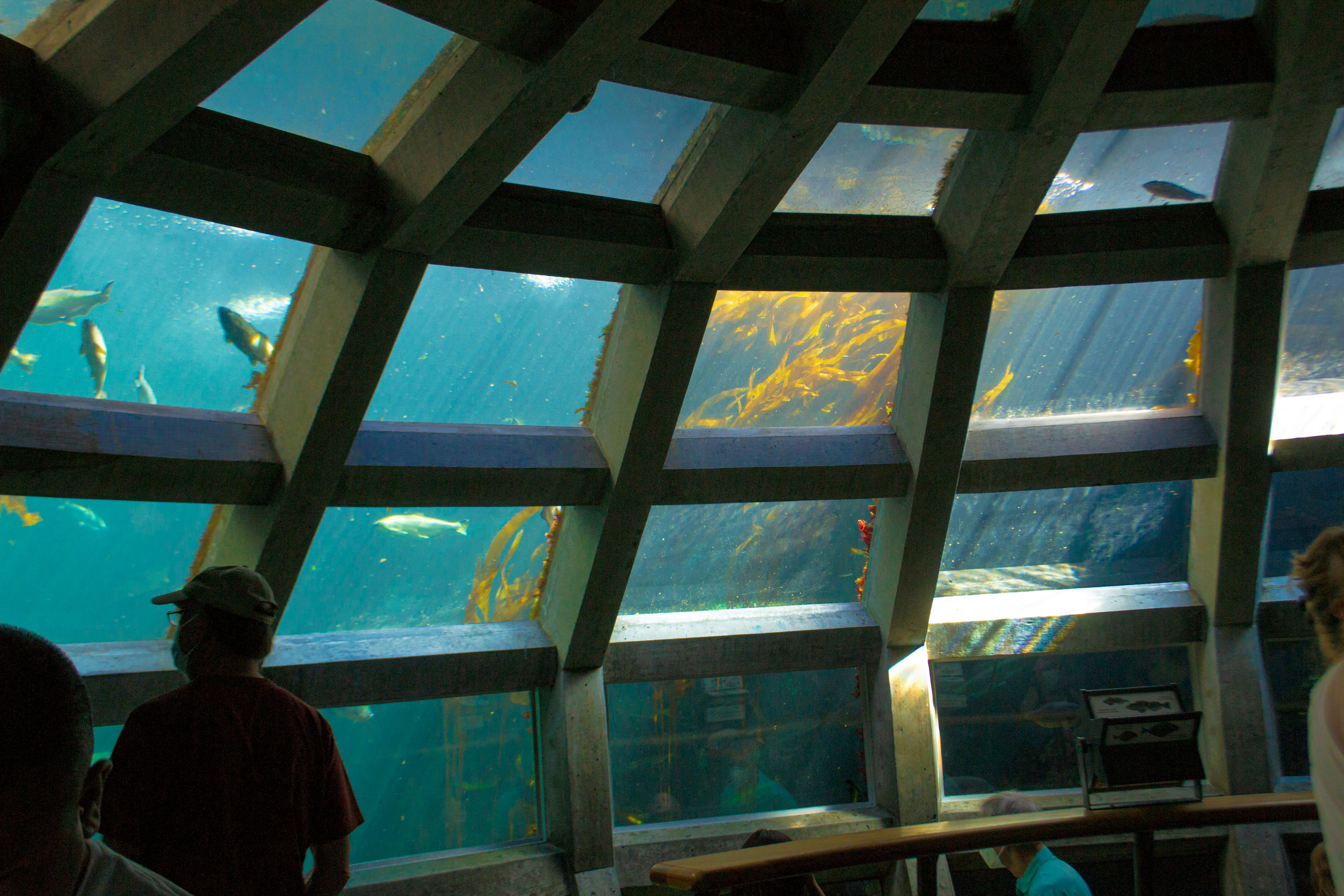 Aquarium interior showcasing a vibrant underwater scene with fish and kelp visible through a large viewing window.