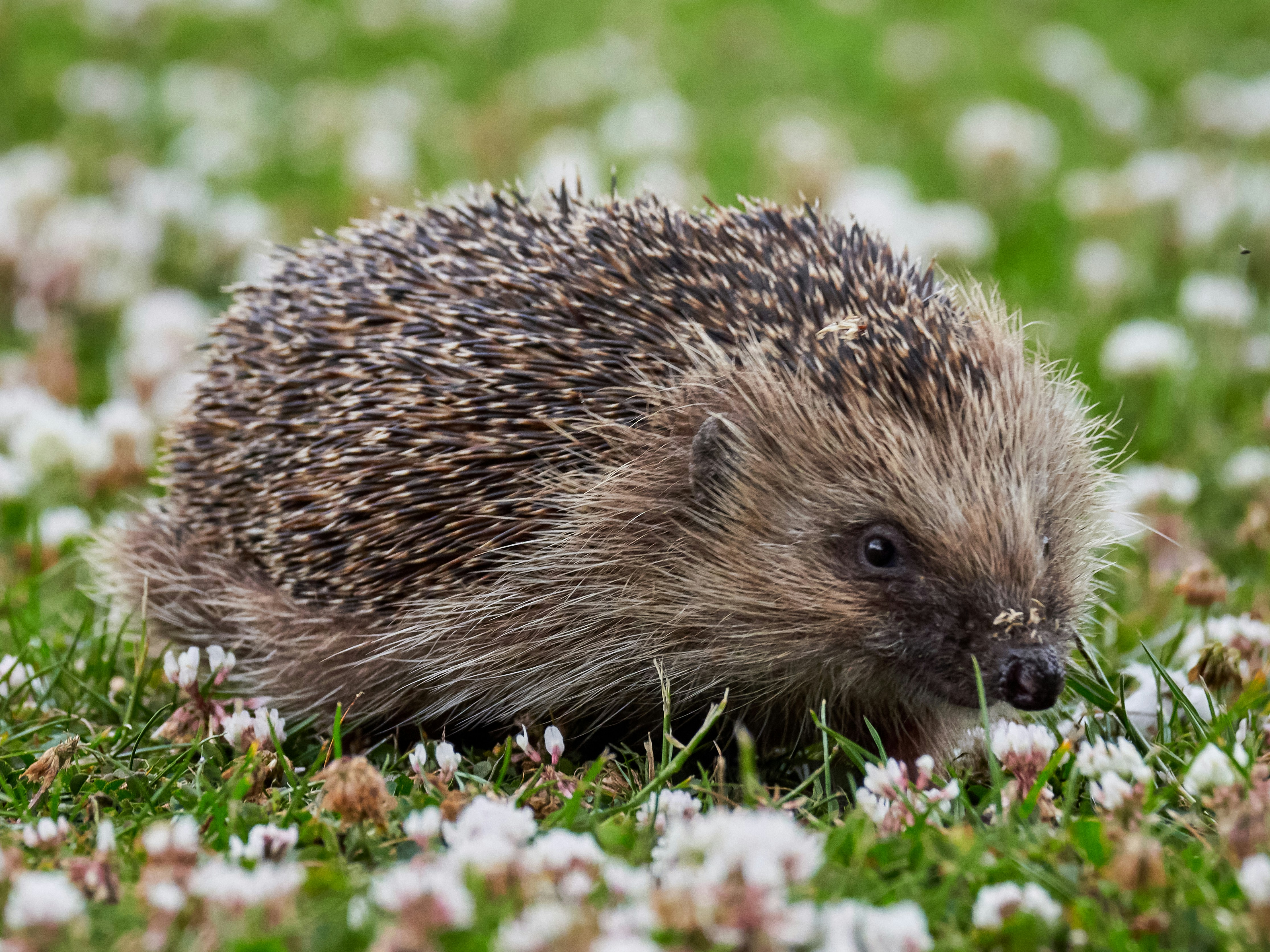 #70. The Hedgehog Concept In Personal Growth