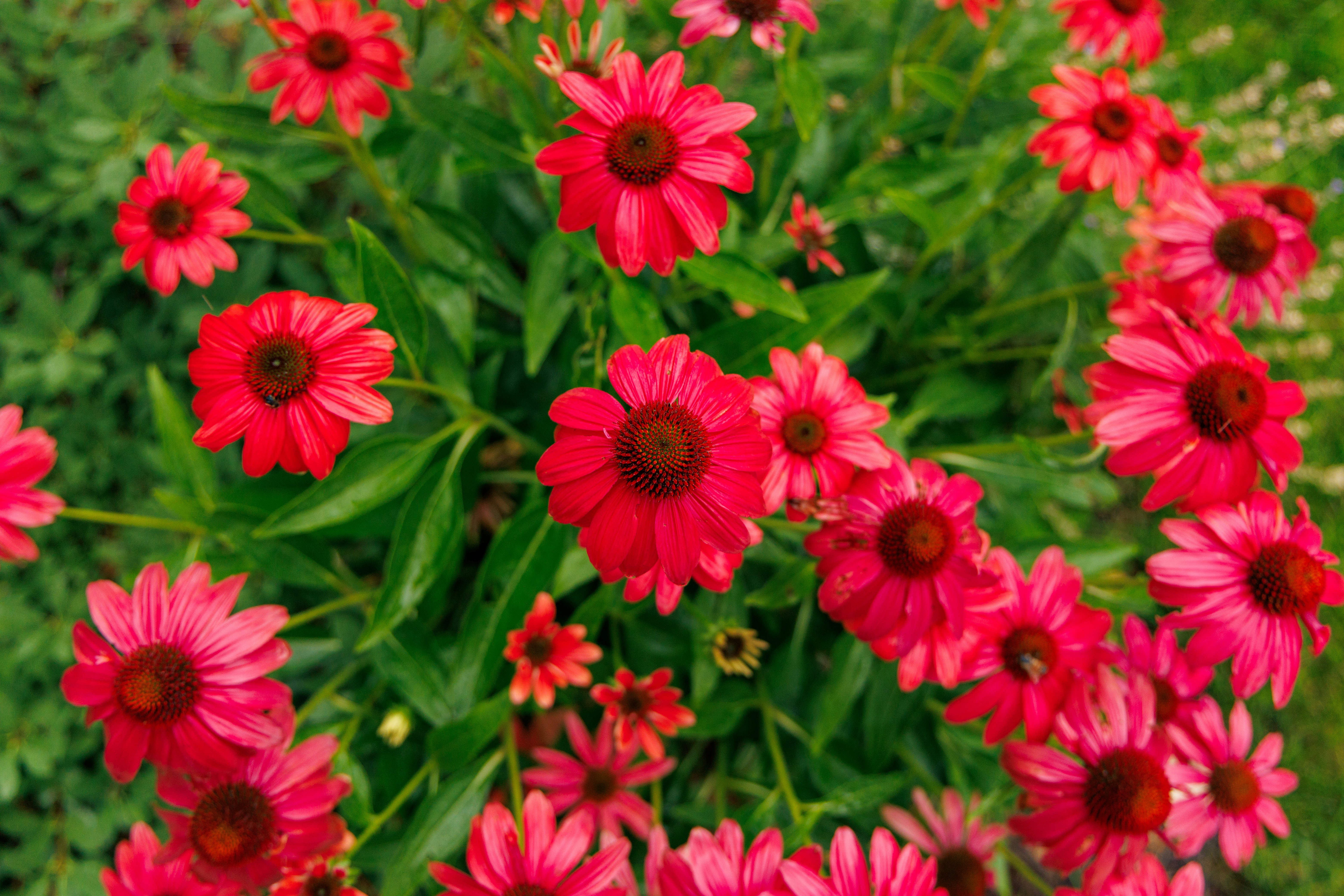 Un grupo de flores rojas foto – Imagen de Fondo de pantalla 4k fondo de ...