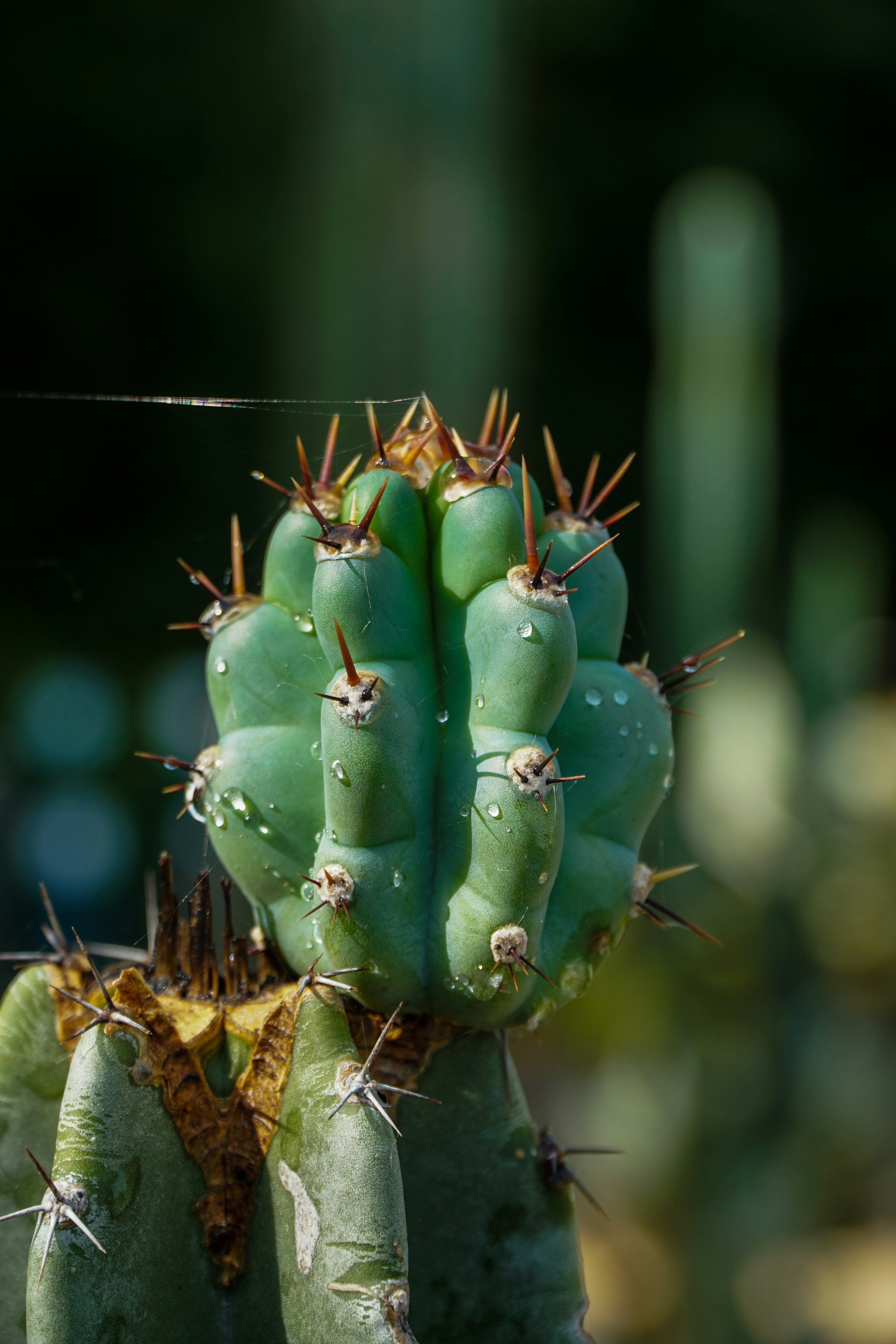 Photo by Celine Mahler with Sony Alpha 6300