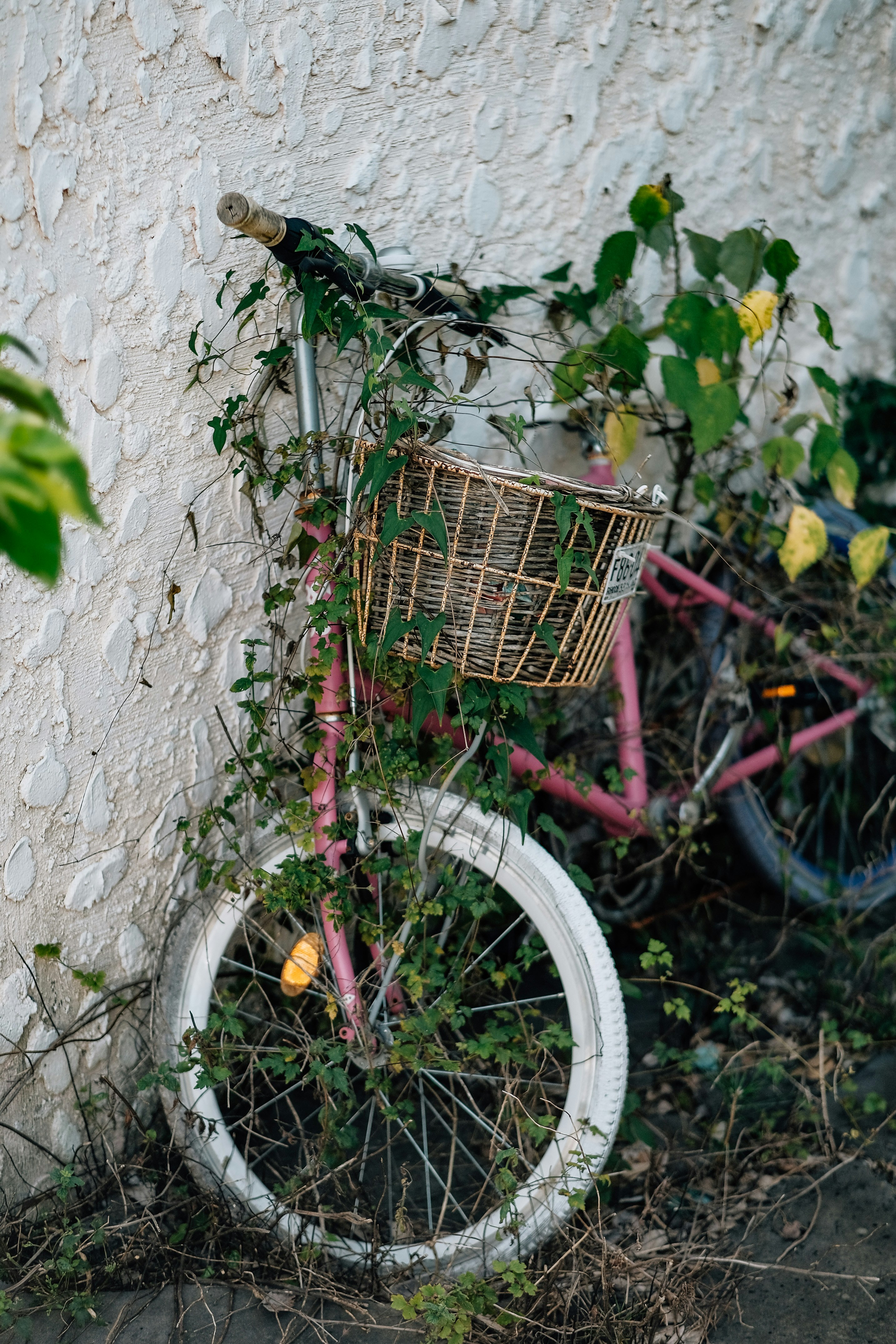 A Quiet Bicycle Garden Reclaimed by Vines