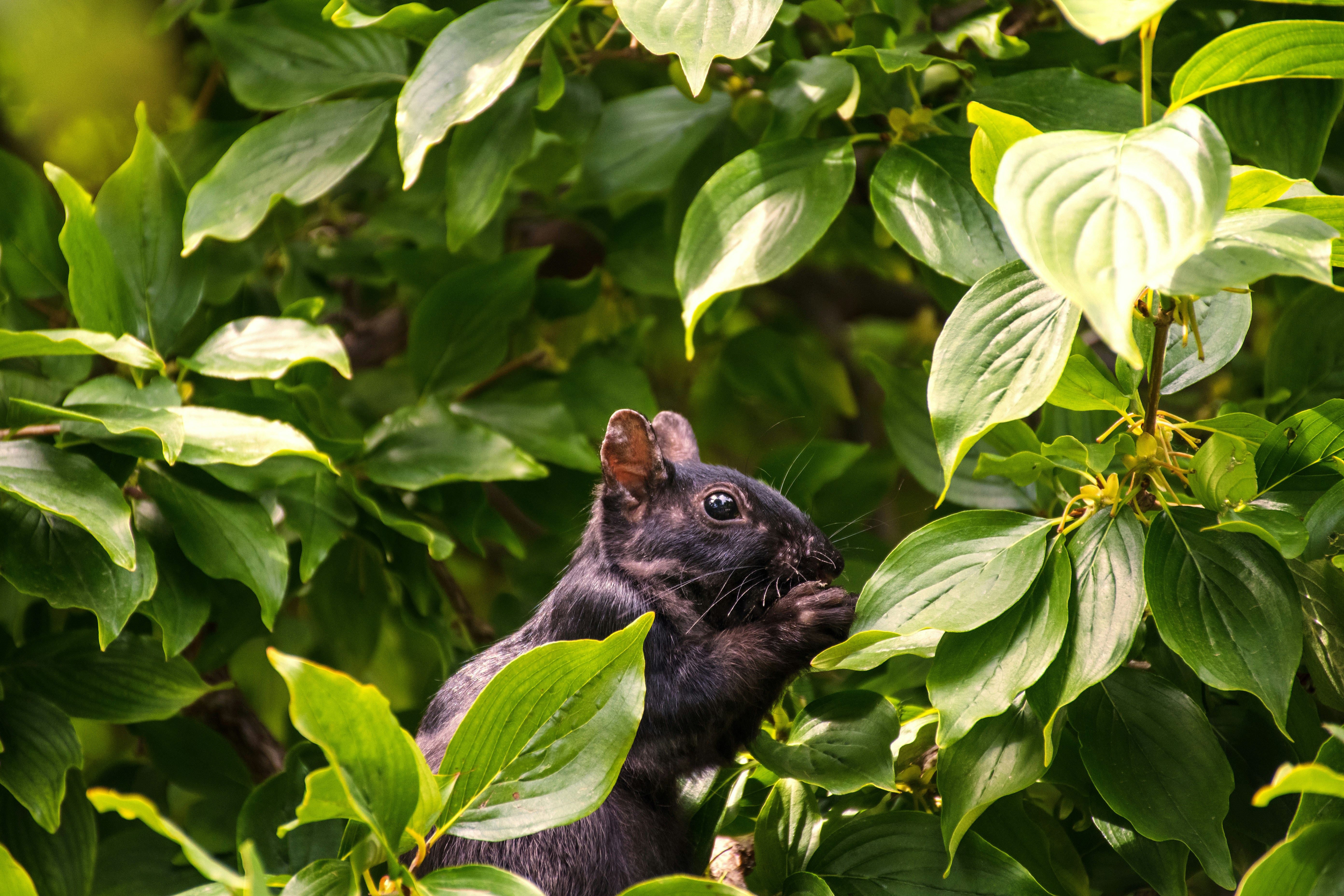 A small black animal photo – Free Toronto Image on Unsplash